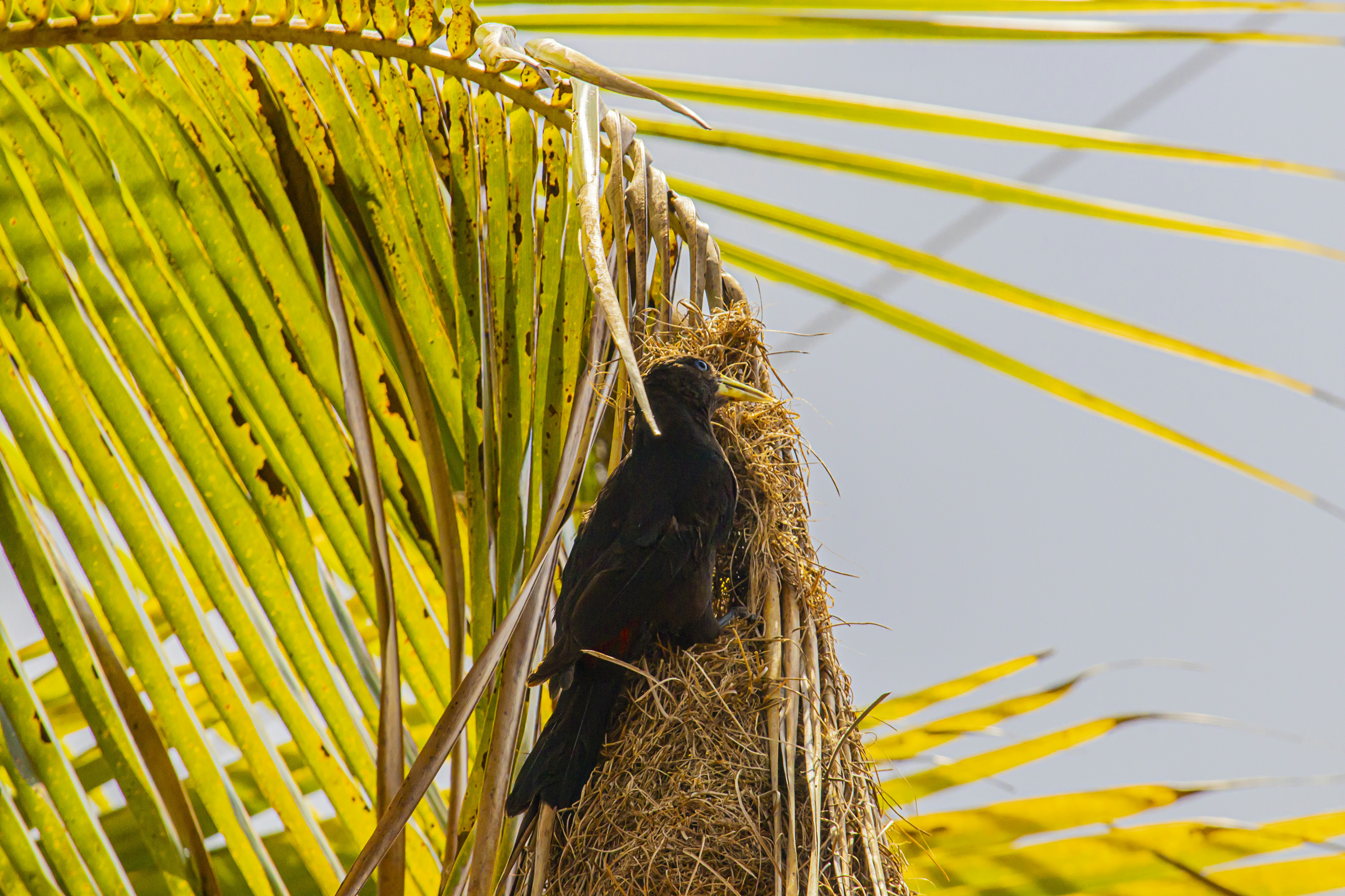 a bird sitting on a nest