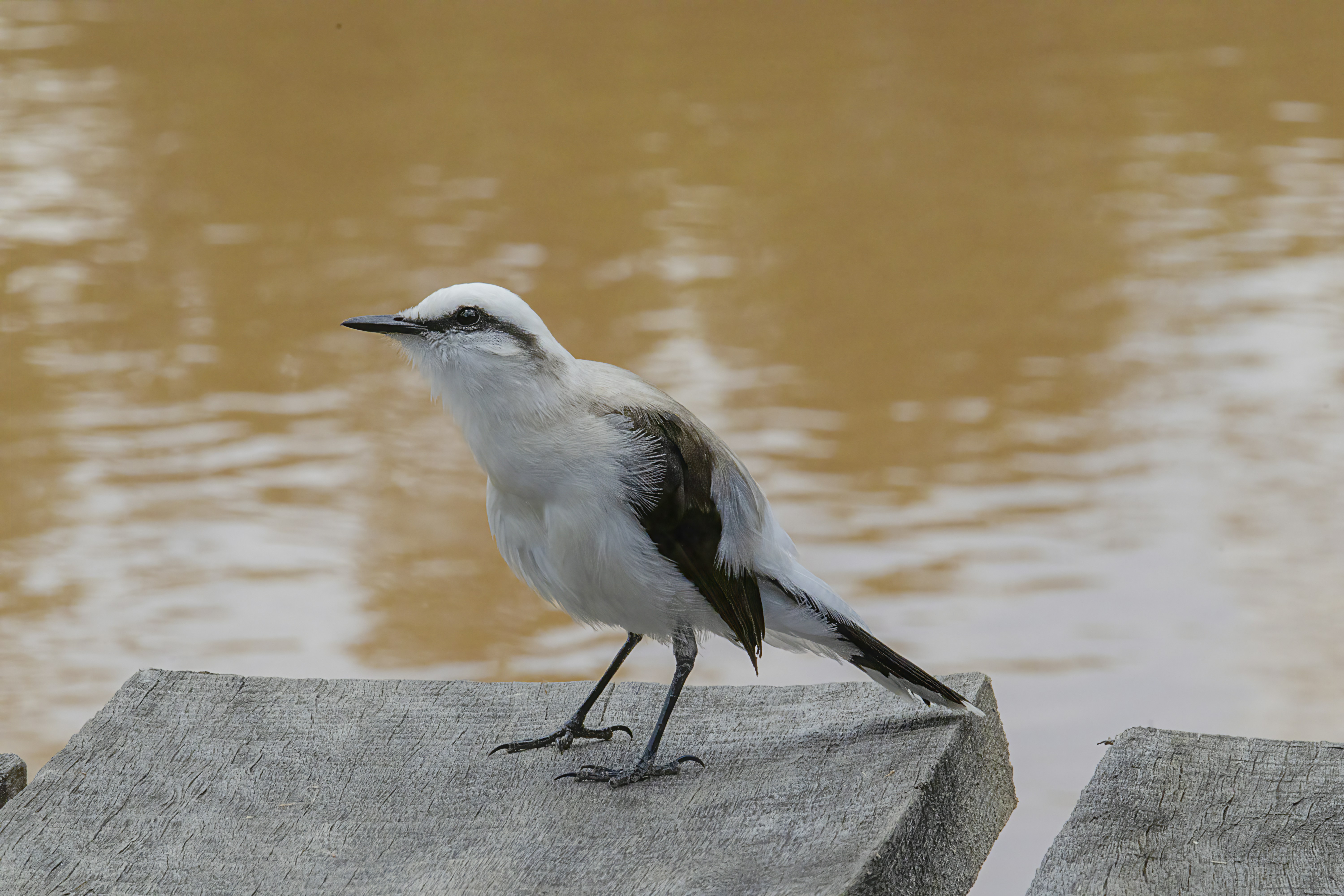 A bird standing on a ledge photo – Free Animal Image on Unsplash