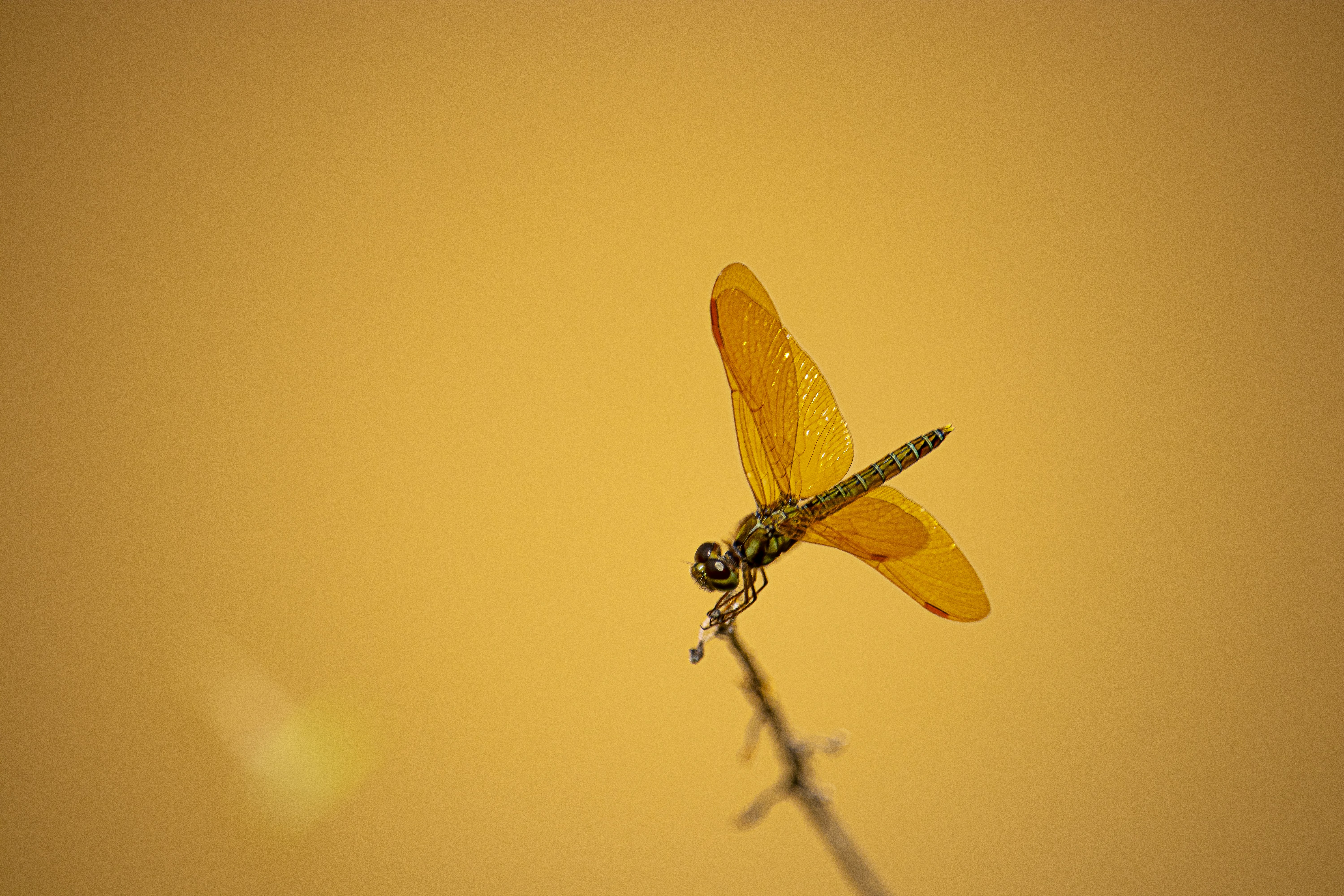 Amber-winged Dragonfly on a Twig in a Golden Bokeh