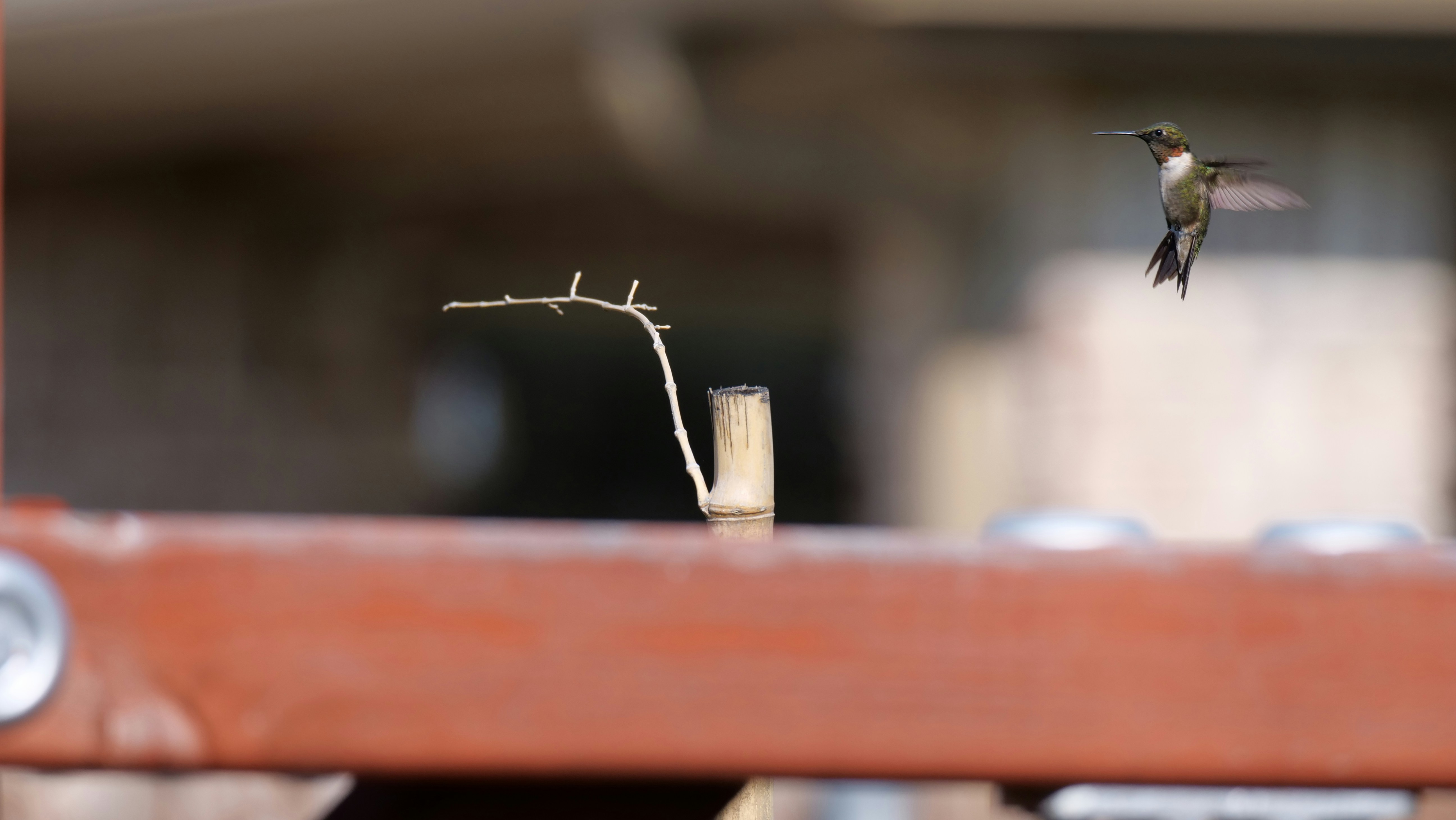 Hummingbird in mid-hover near a weathered branch