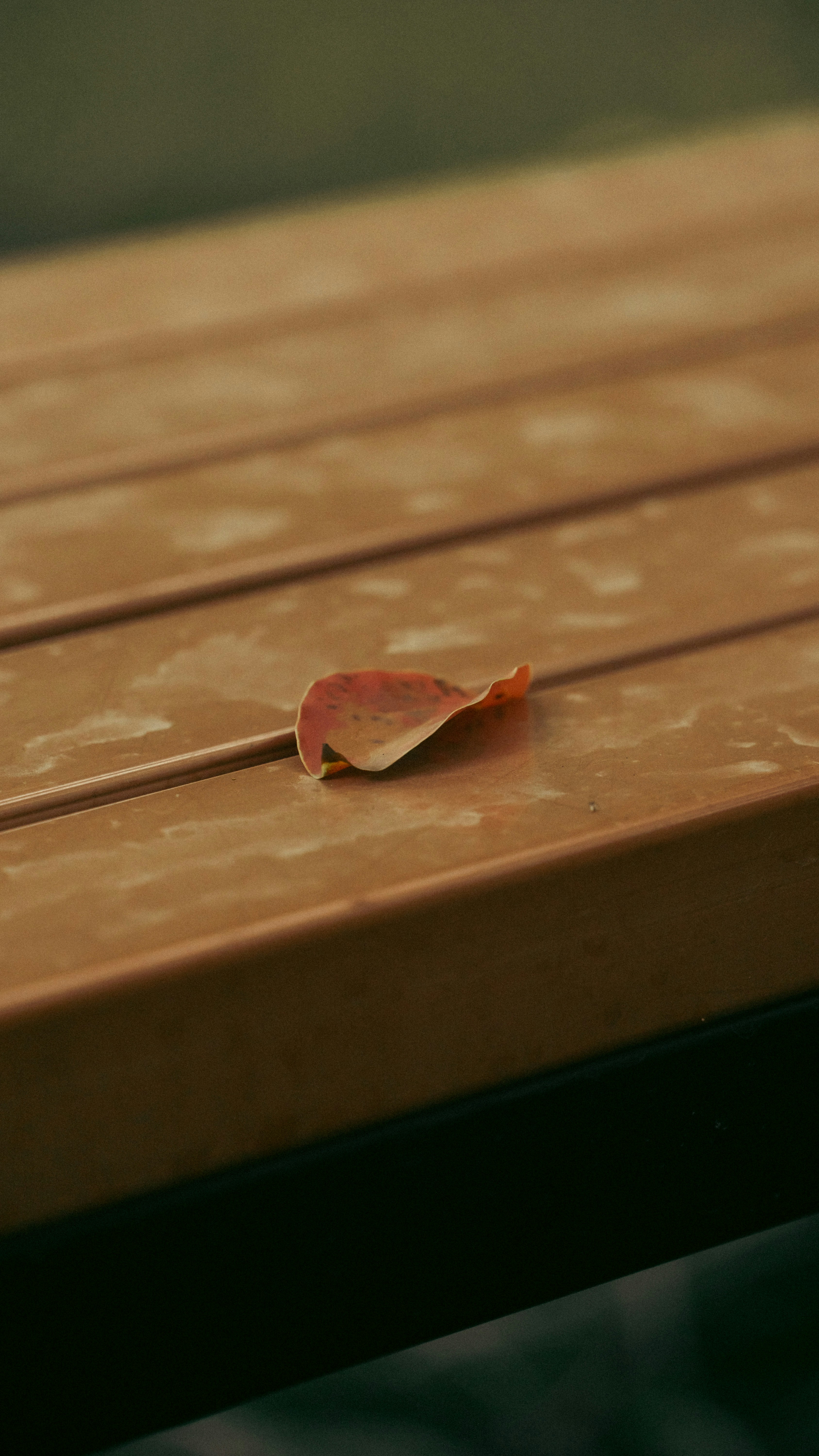 Single Leaf on a Weathered Wooden Step