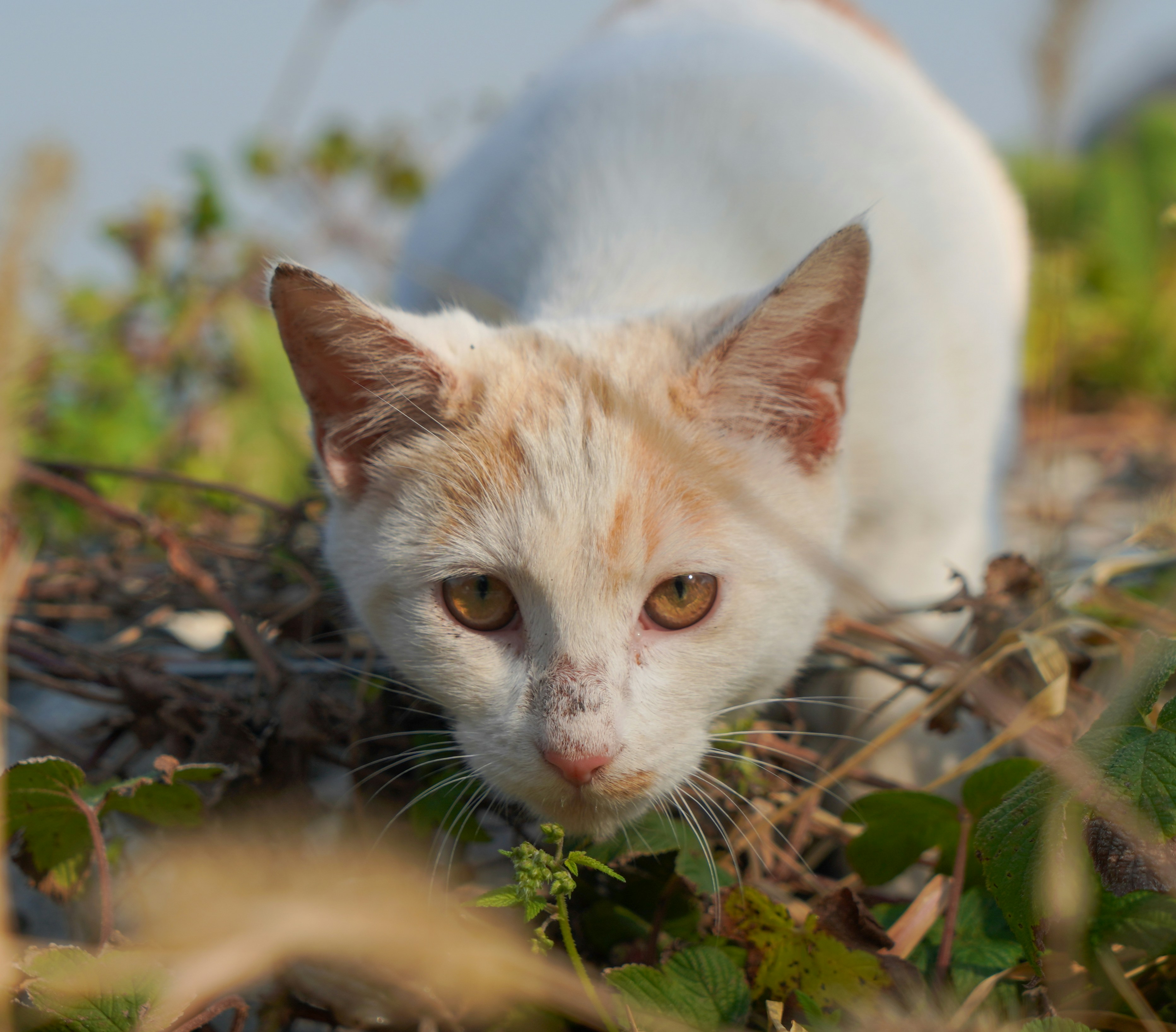 Un chat dans l’herbe photo – Image gratuite de Chat sur Unsplash