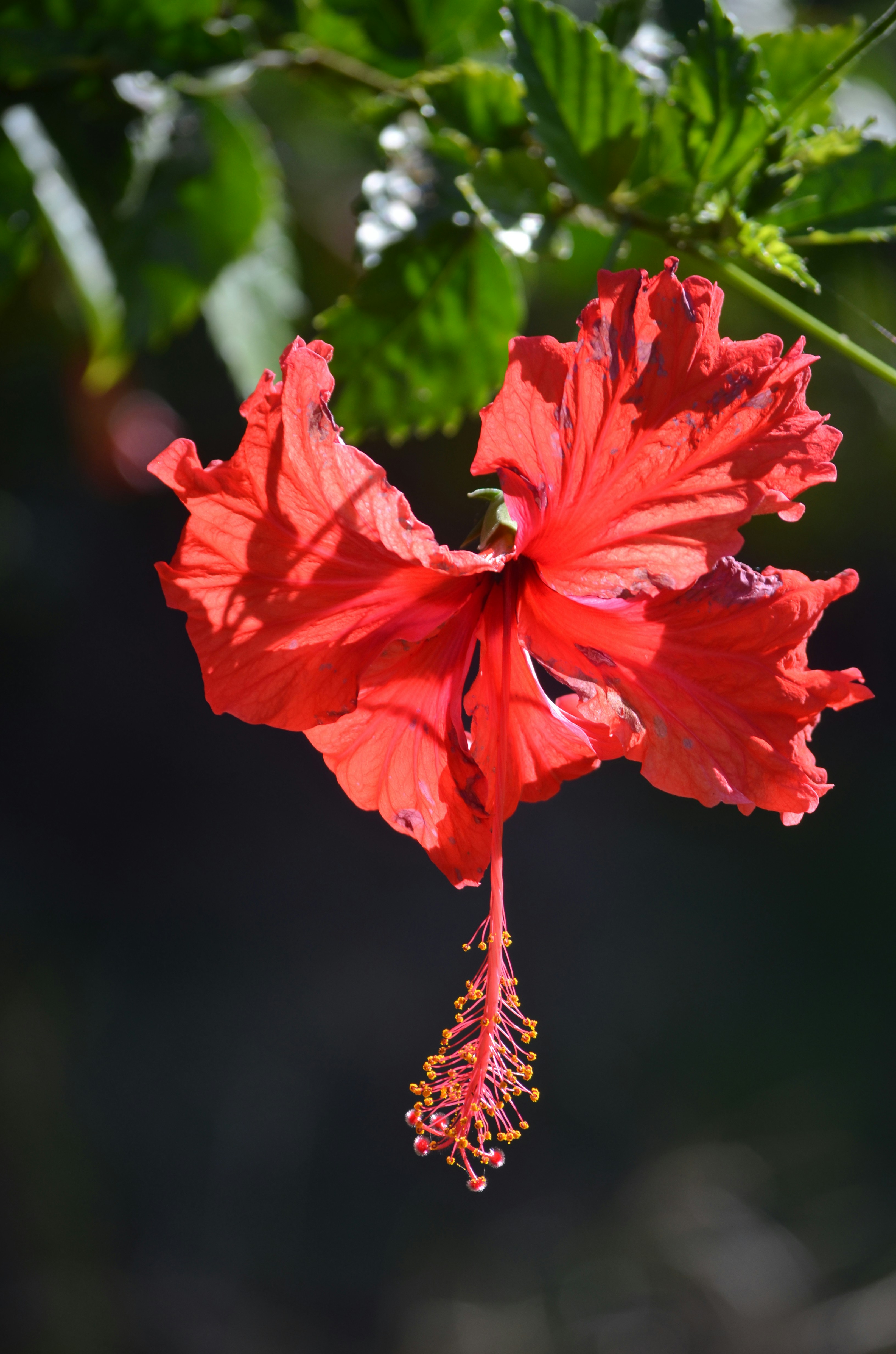 A bright red flower is hanging from a branch photo – Free Flower Image ...
