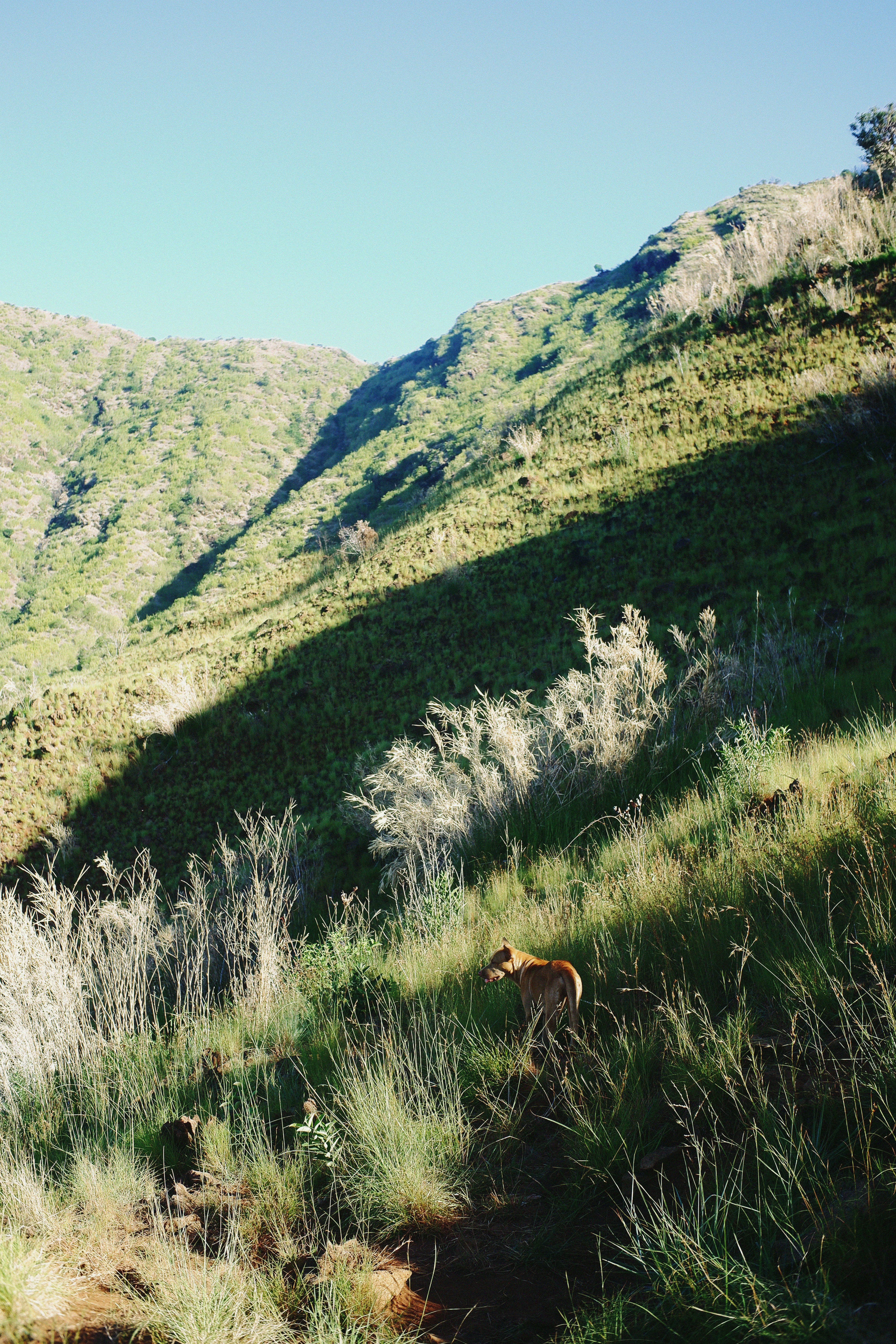 a dog on a grassy hill