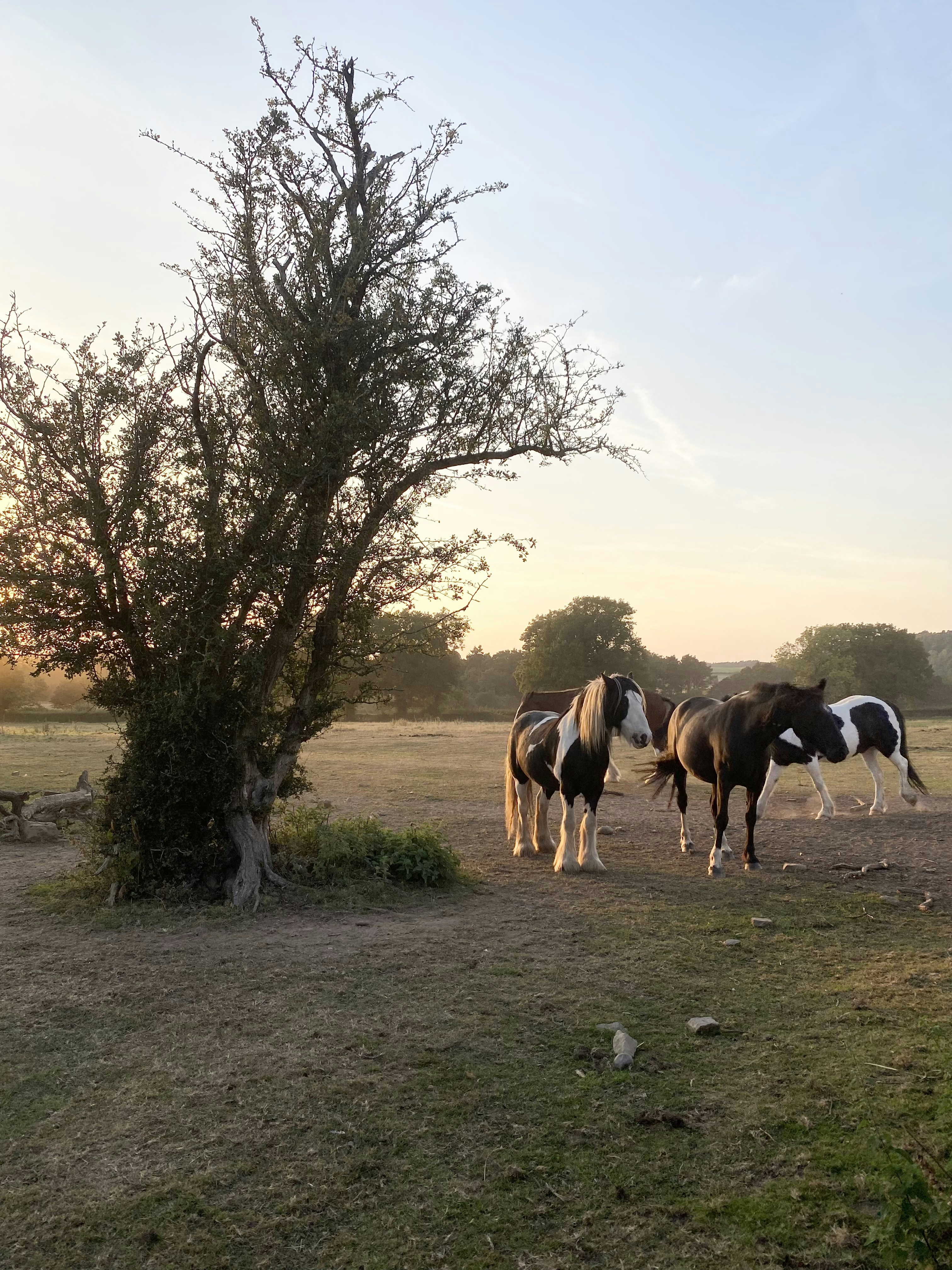 Harmony of Nature: Horses Beneath the Evening Sky