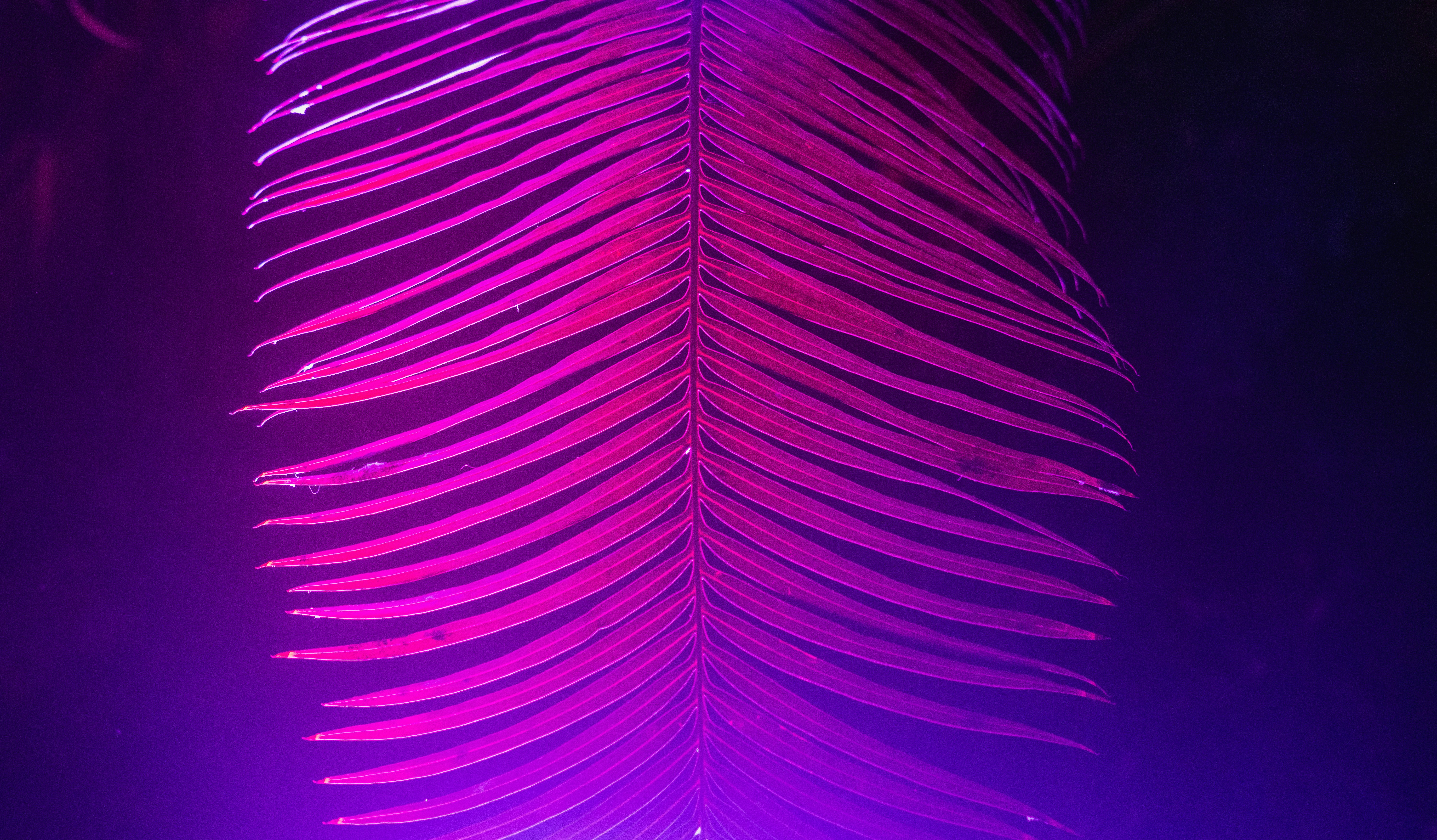 Violet Veins: Neon Palm Frond Close-Up in Magenta Light