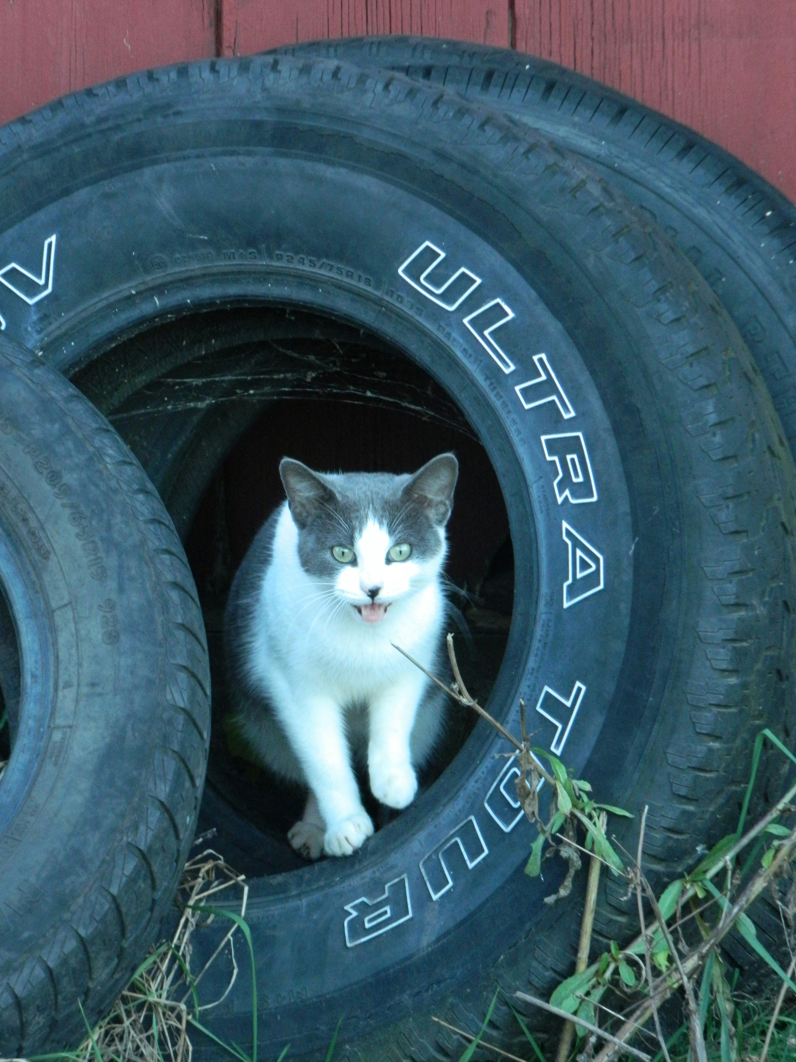 A playful cat peeks out from a stack of tires, showcasing its curious expression and striking green eyes.