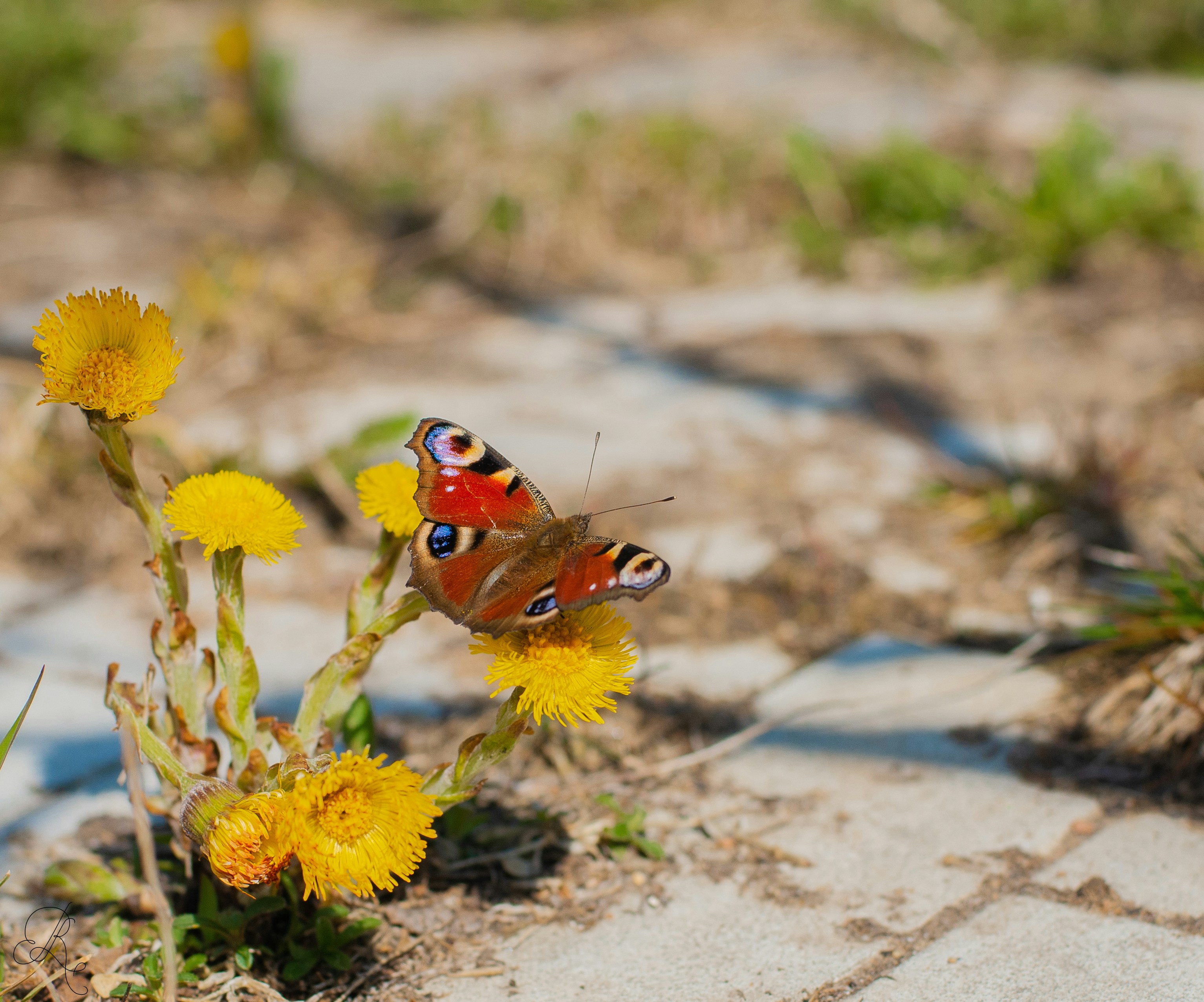 A vibrant butterfly perched on bright yellow flowers, surrounded by a rustic pathway. The scene captures the essence of spring's renewal.