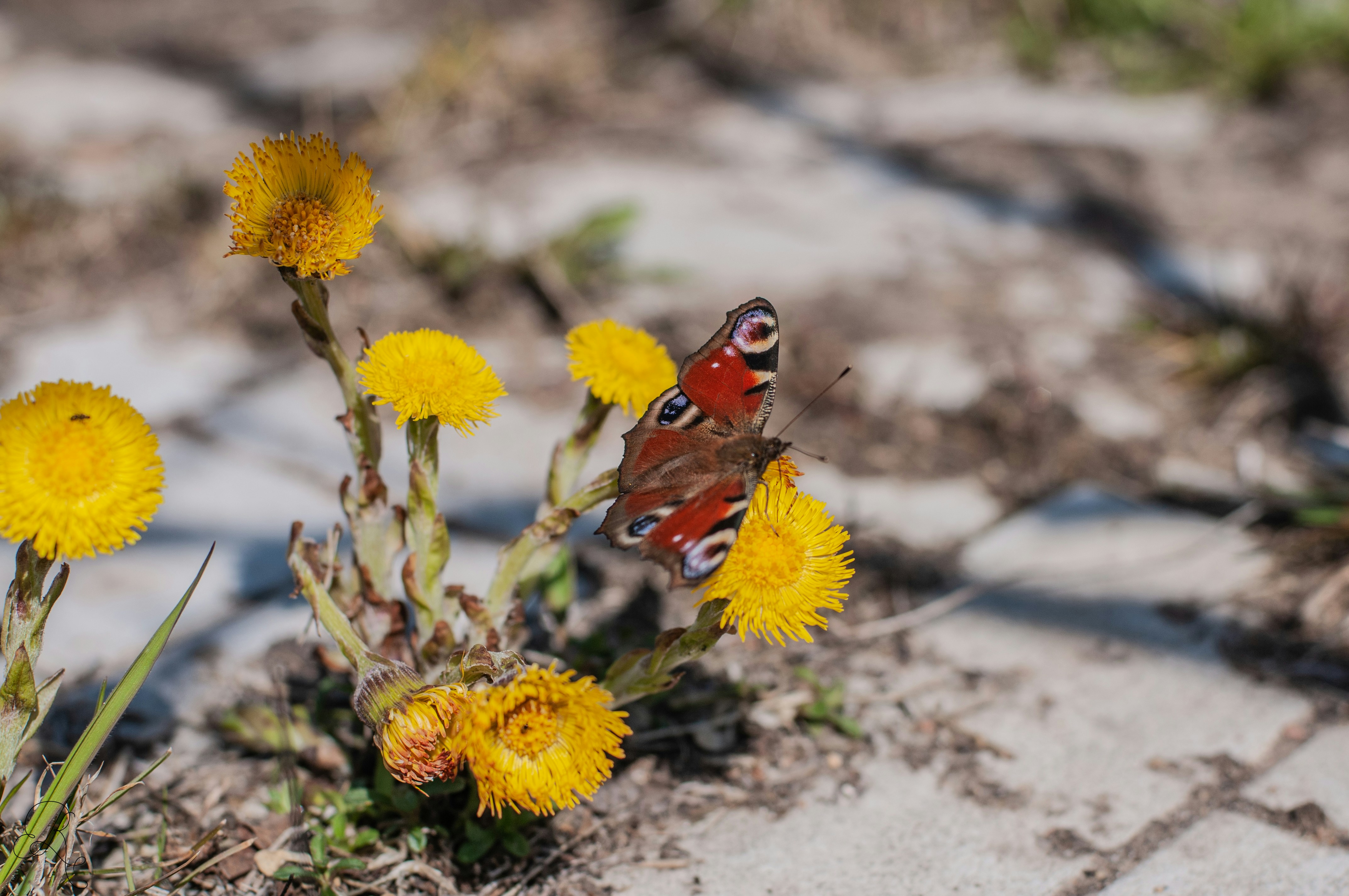 Painted Lady on sunlit dune blooms: a tiny portrait in yellow and sand