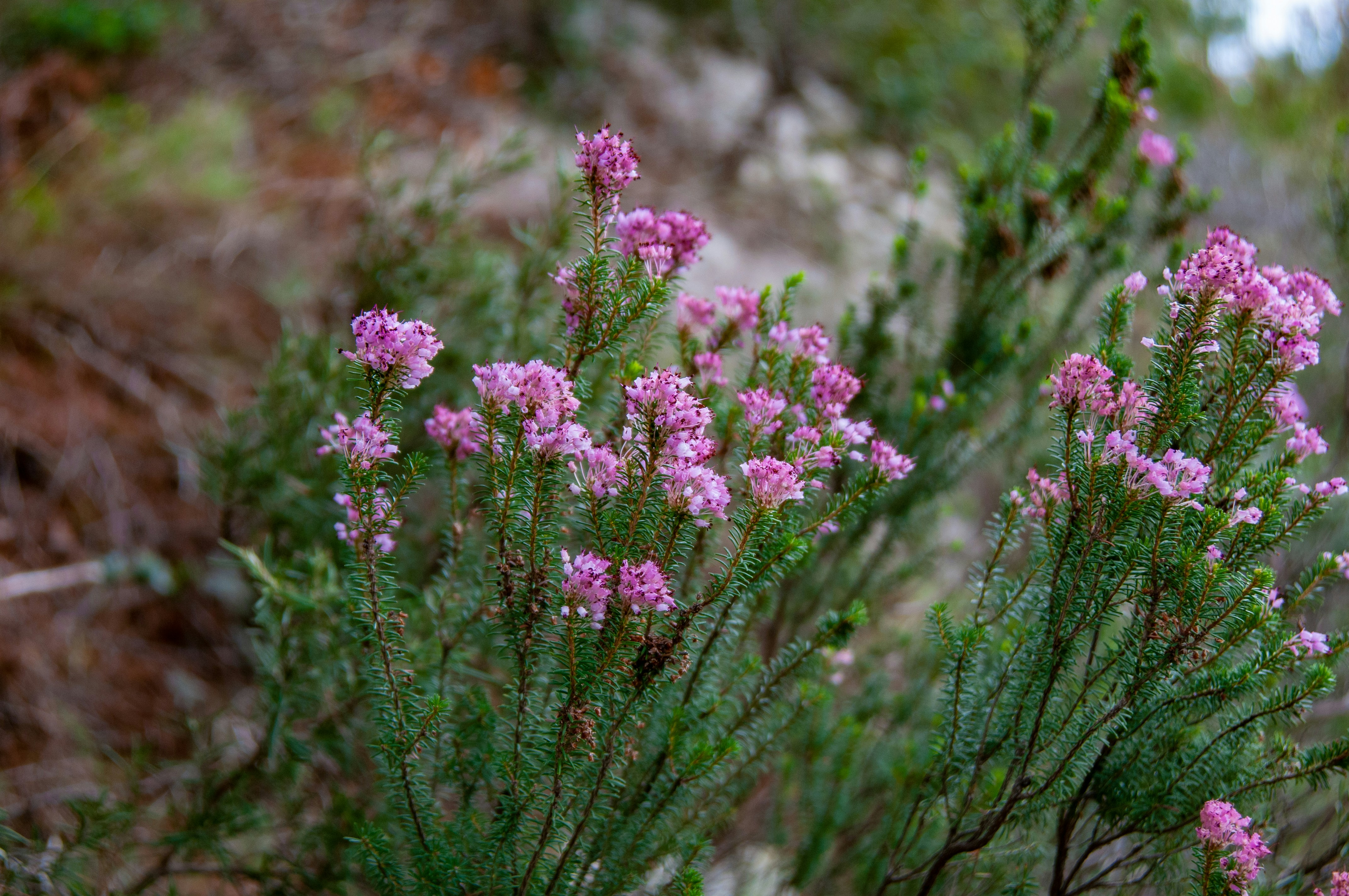 Pink Heather in a Quiet Moorland Glow