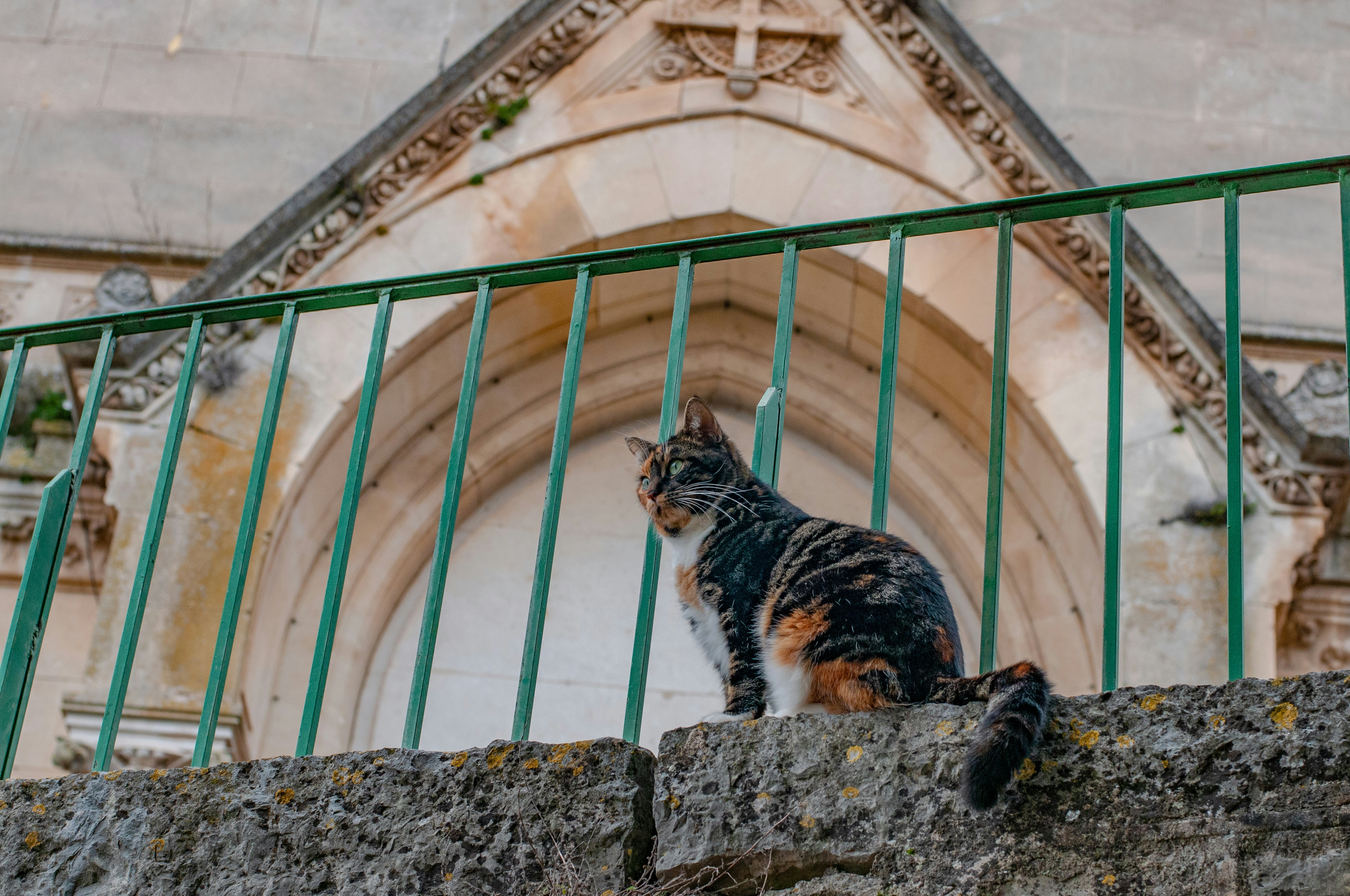 Parapet Watch: Calico Cat Pausing Before a Gothic Facade