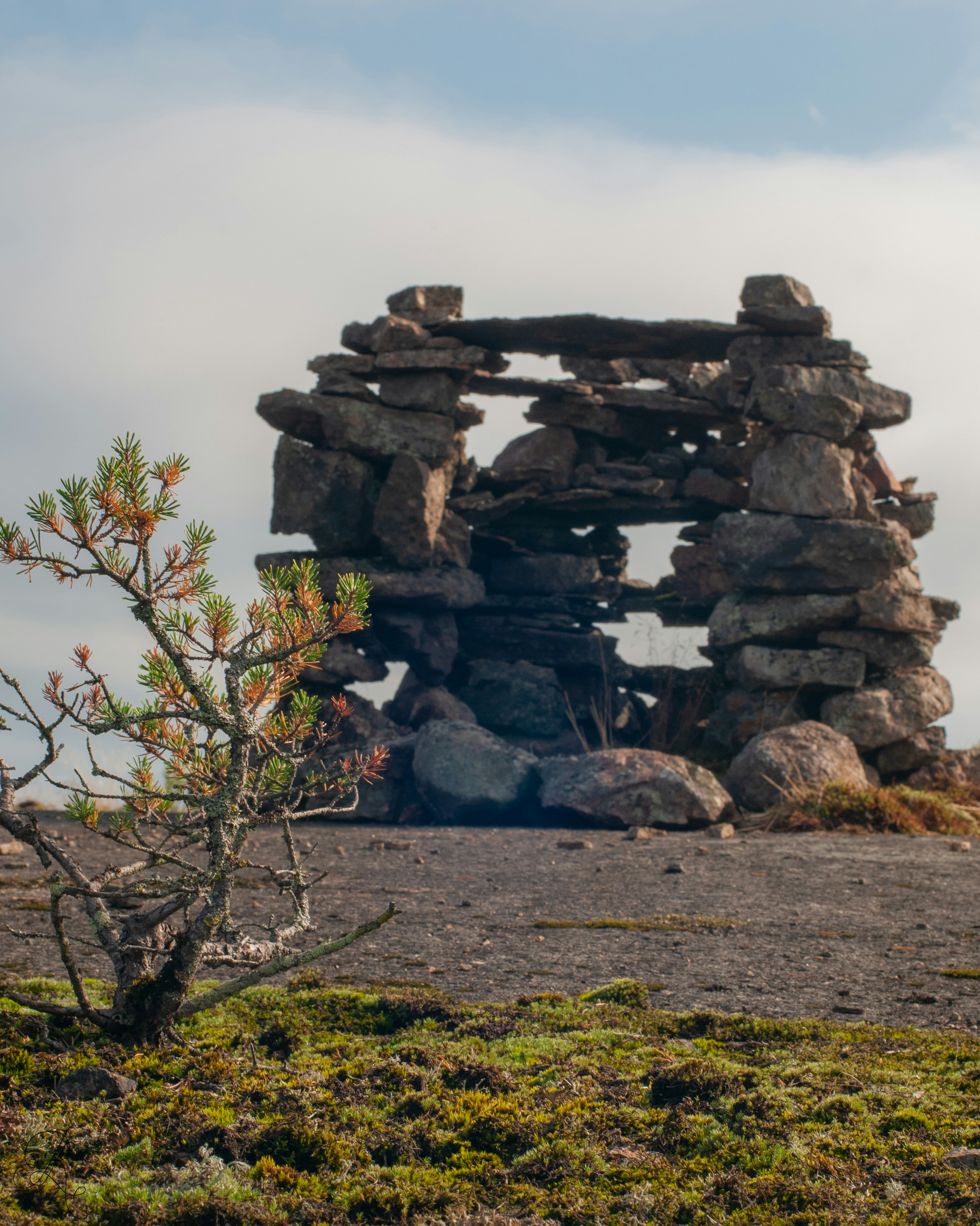 Rocky shelter constructed from stacked stones, surrounded by sparse vegetation. A lone sapling grows nearby, symbolizing persistence in a rugged landscape.