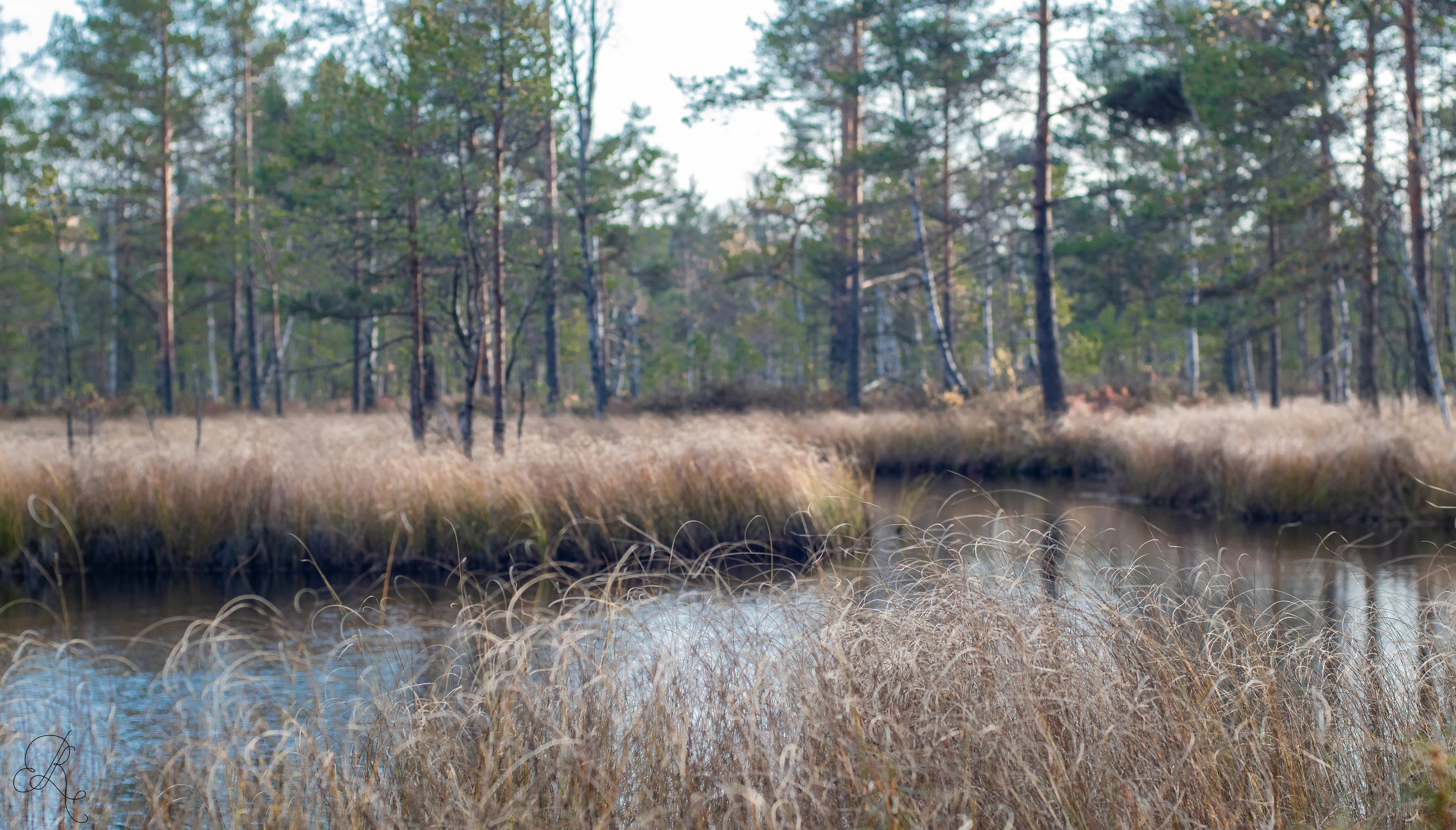 A swamp with trees and grass photo – Free Water Image on Unsplash