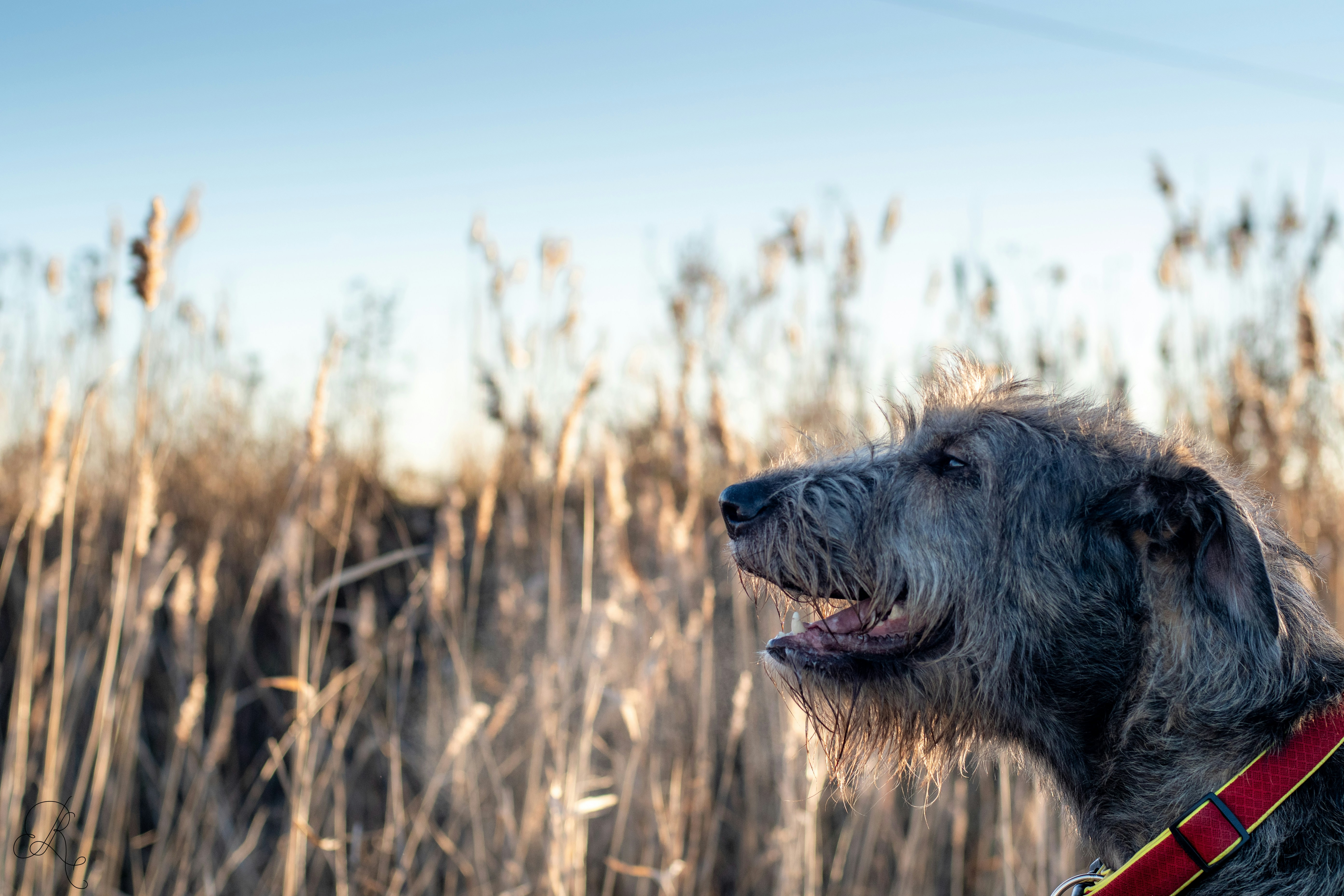 Rusty Guard: A Dog’s Gaze Over Tall Backdrop