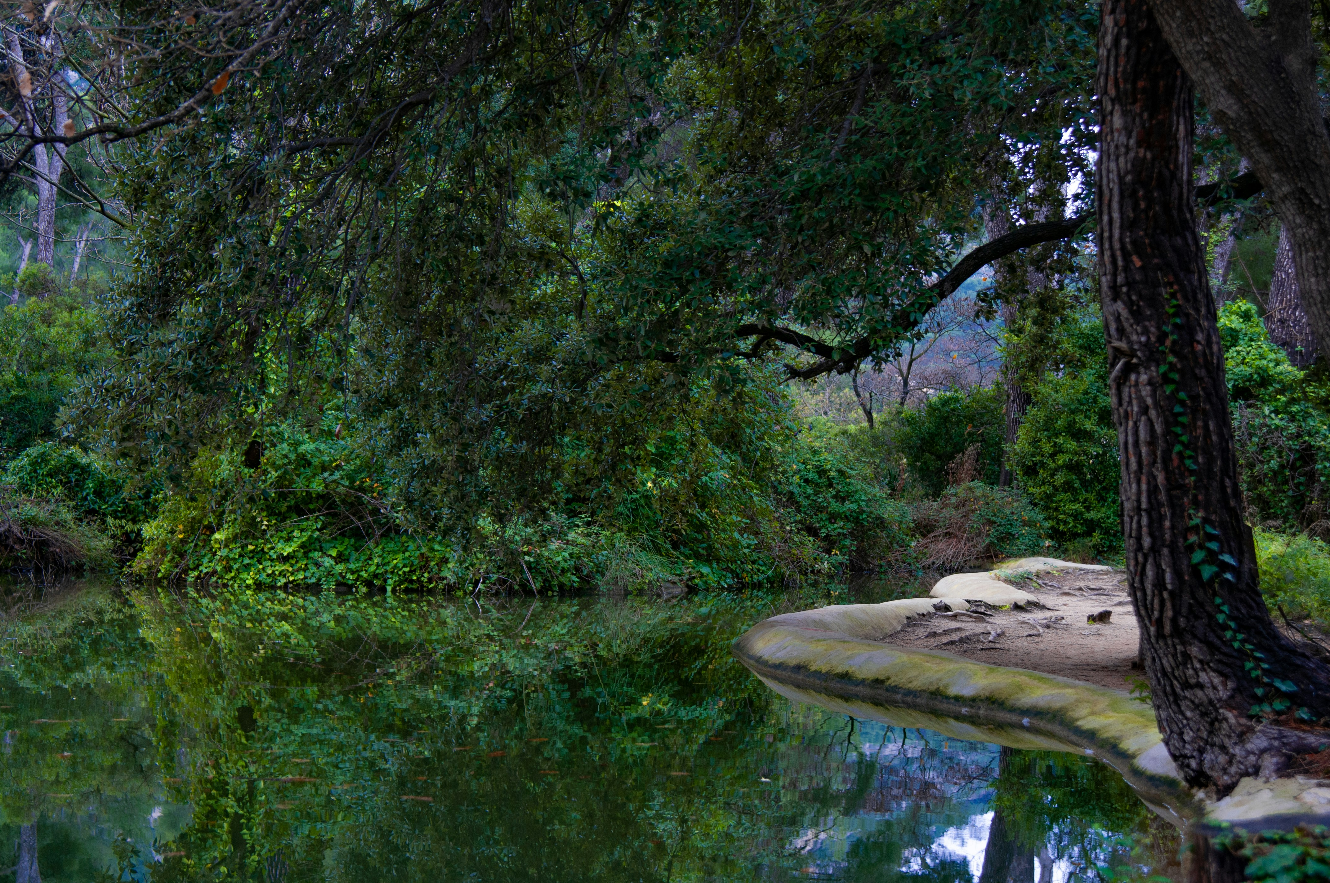 Serene Riverbank Reflections Under Canopy