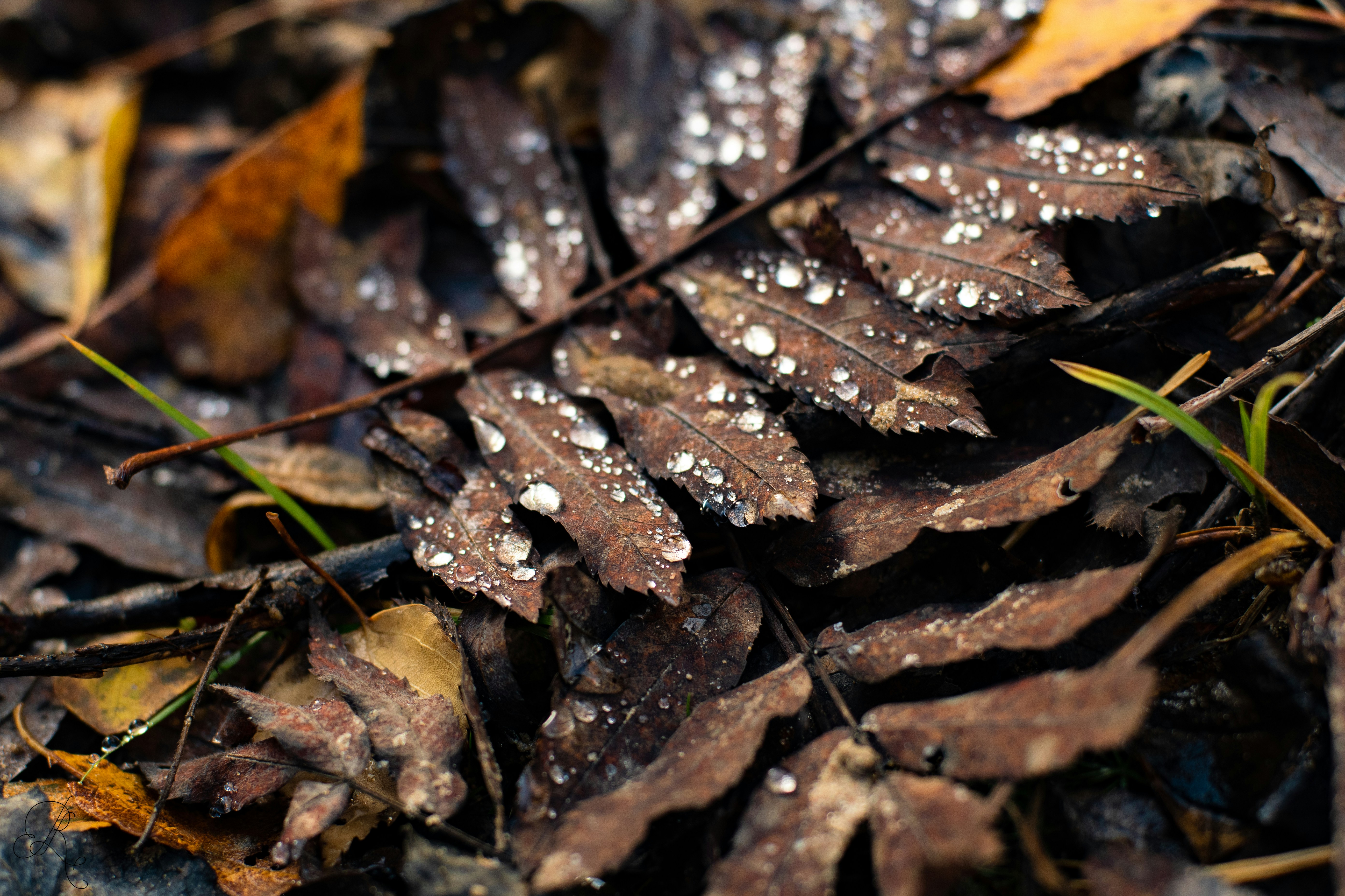 Dew-kissed fern frond among autumn leaf litter