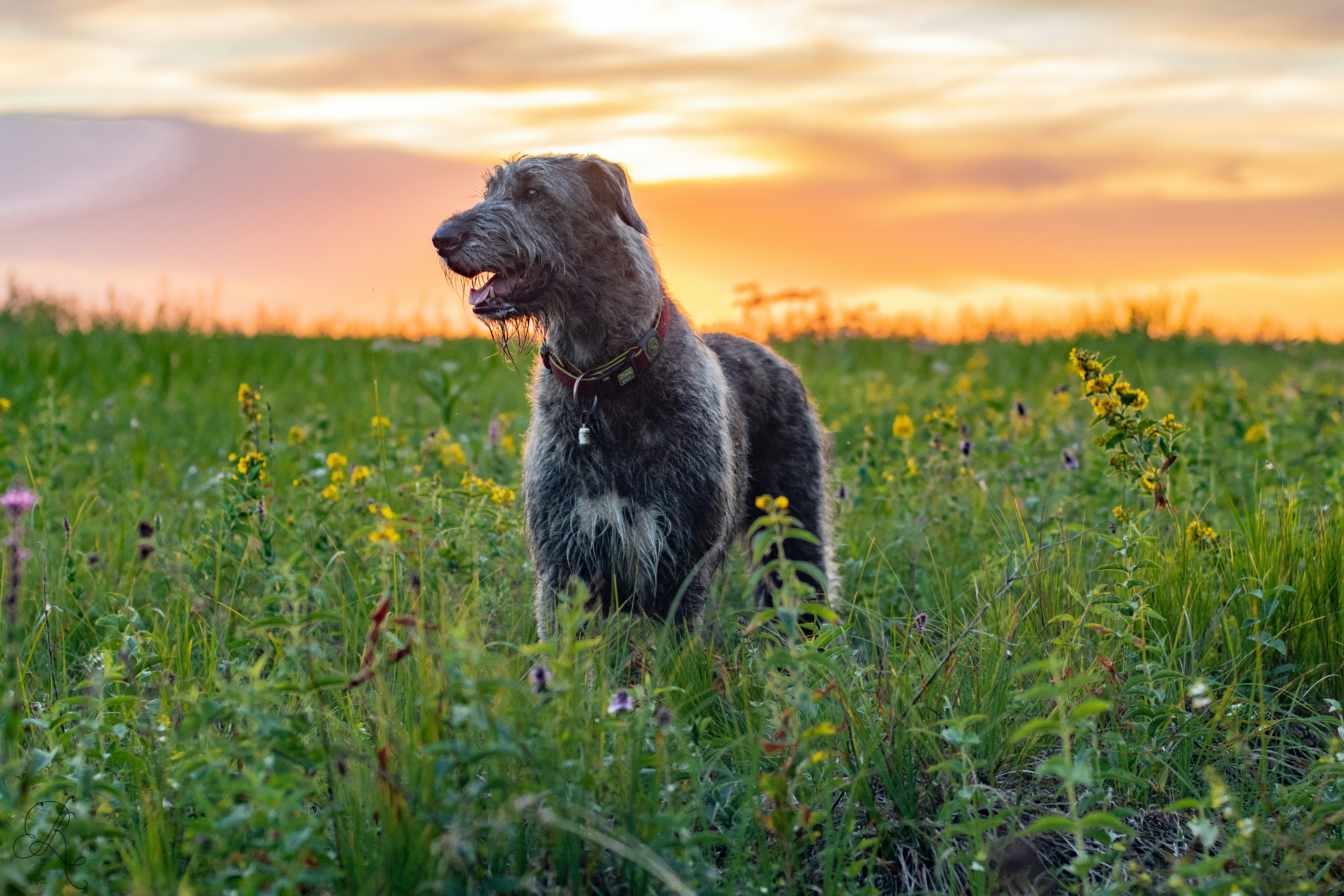 Dusk in the Meadow: A Weathered Hound Stands Amid a Sea of Wildflowers
