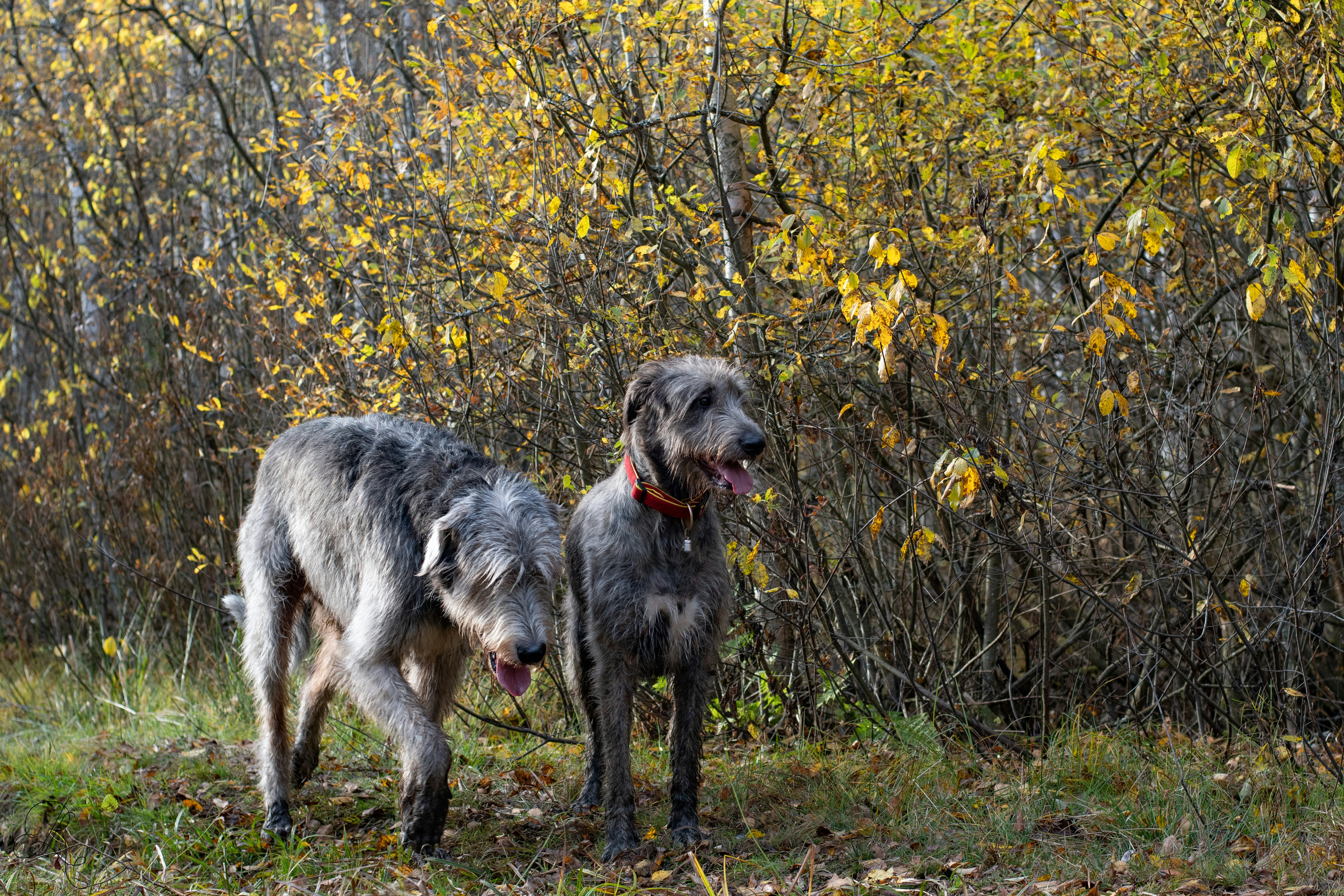 a group of dogs standing in a field with yellow flowers