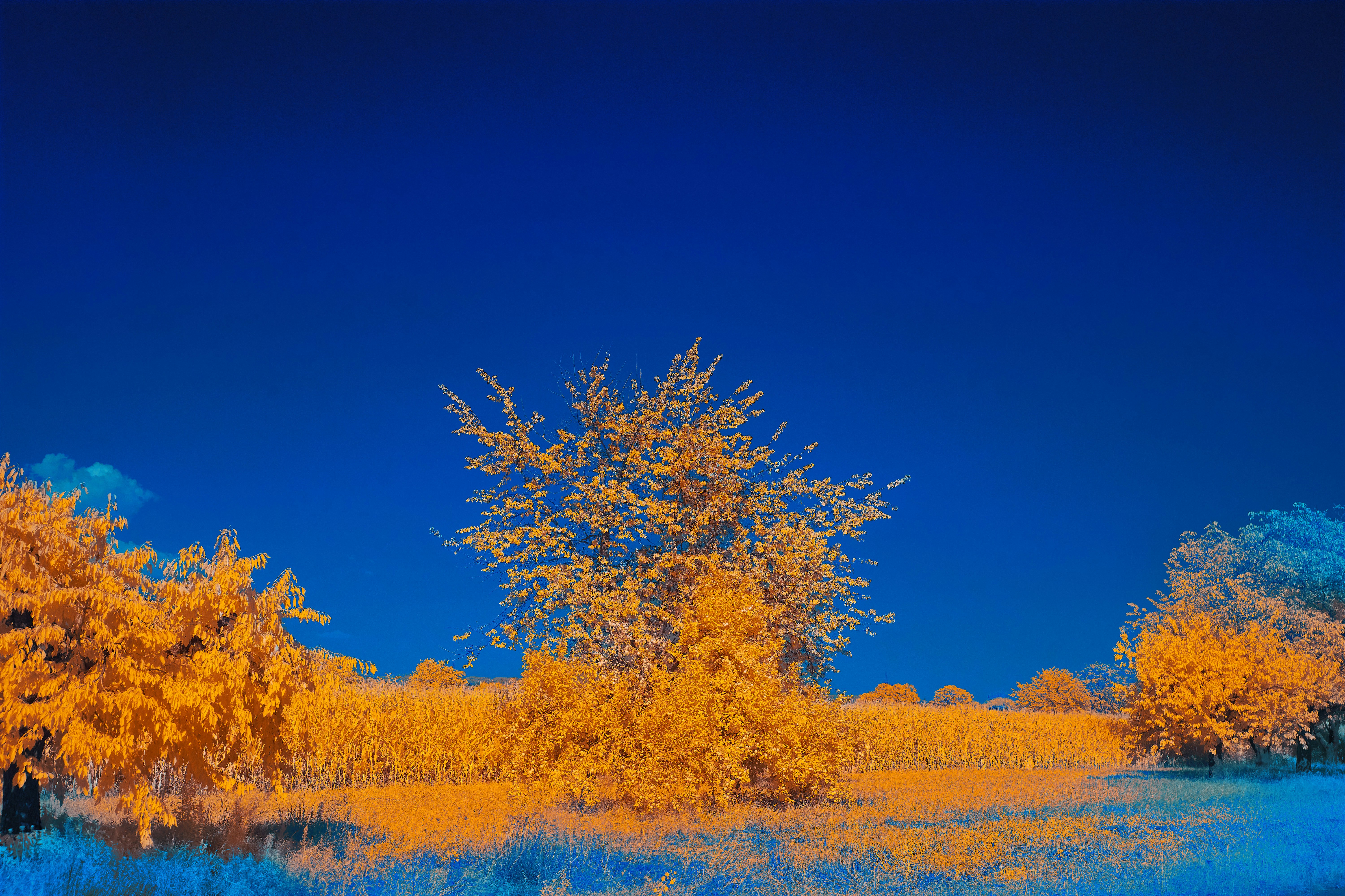 A group of trees with orange leaves photo – Free Autumn Image on Unsplash