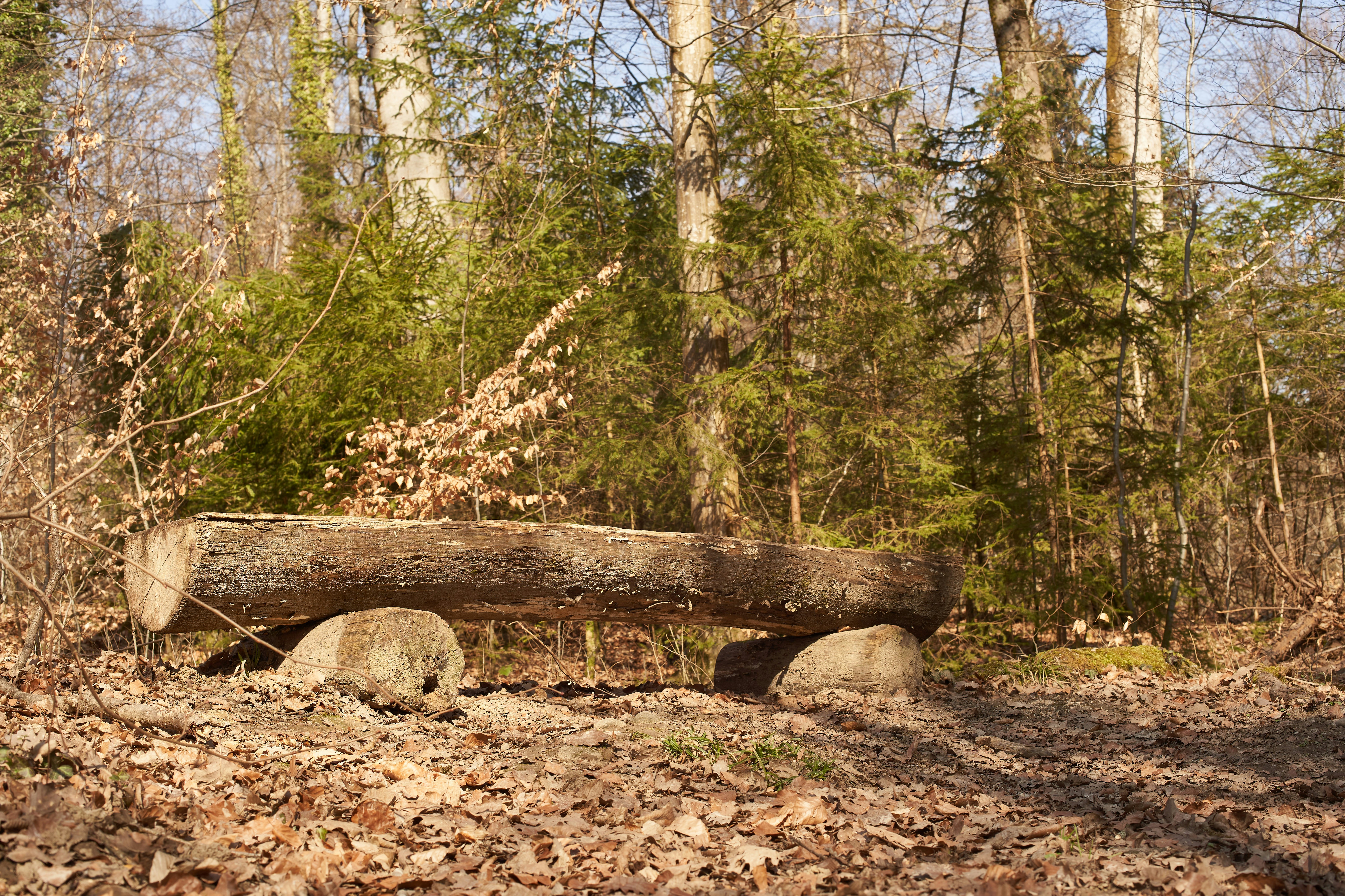 Weathered Log Bench Awakens a Quiet Spring Forest
