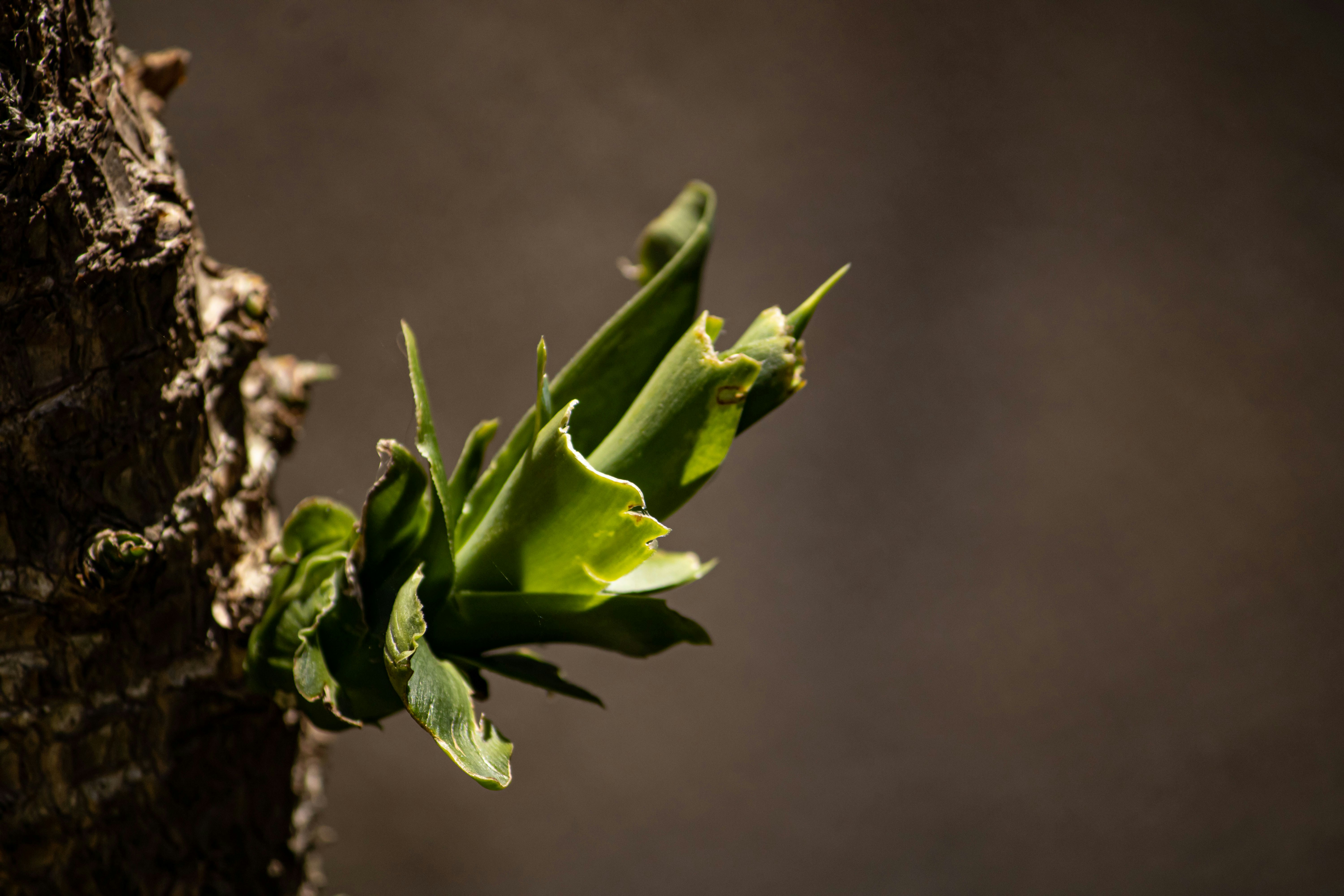 Emerging Green from Bark: a close-up of fresh shoots gripping a tree trunk