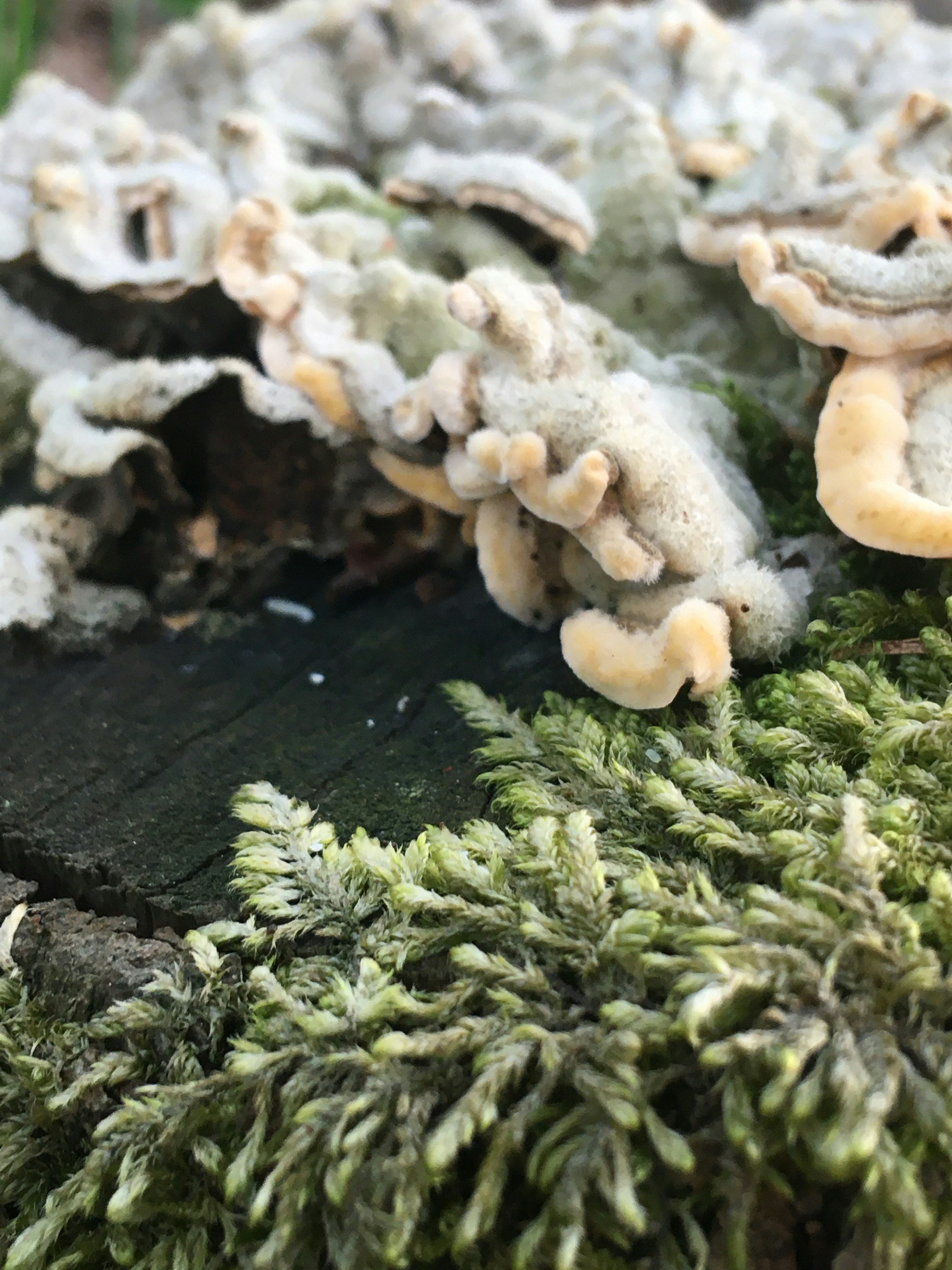 Creamy Coral Fungus Drapes a Mossy Log in Micro Forest Detail