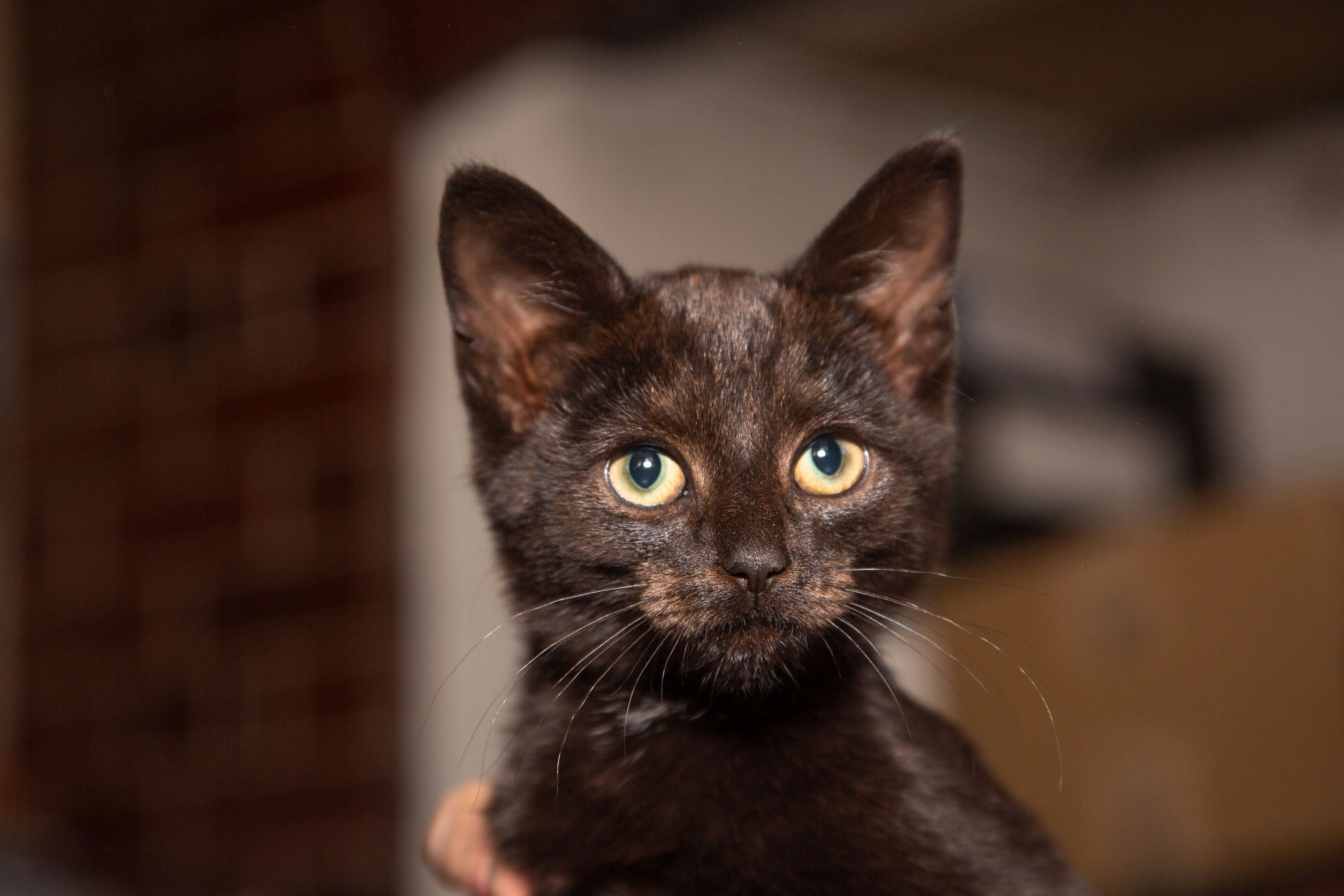 Black Kitten Pictures | Download Free Images on Unsplash