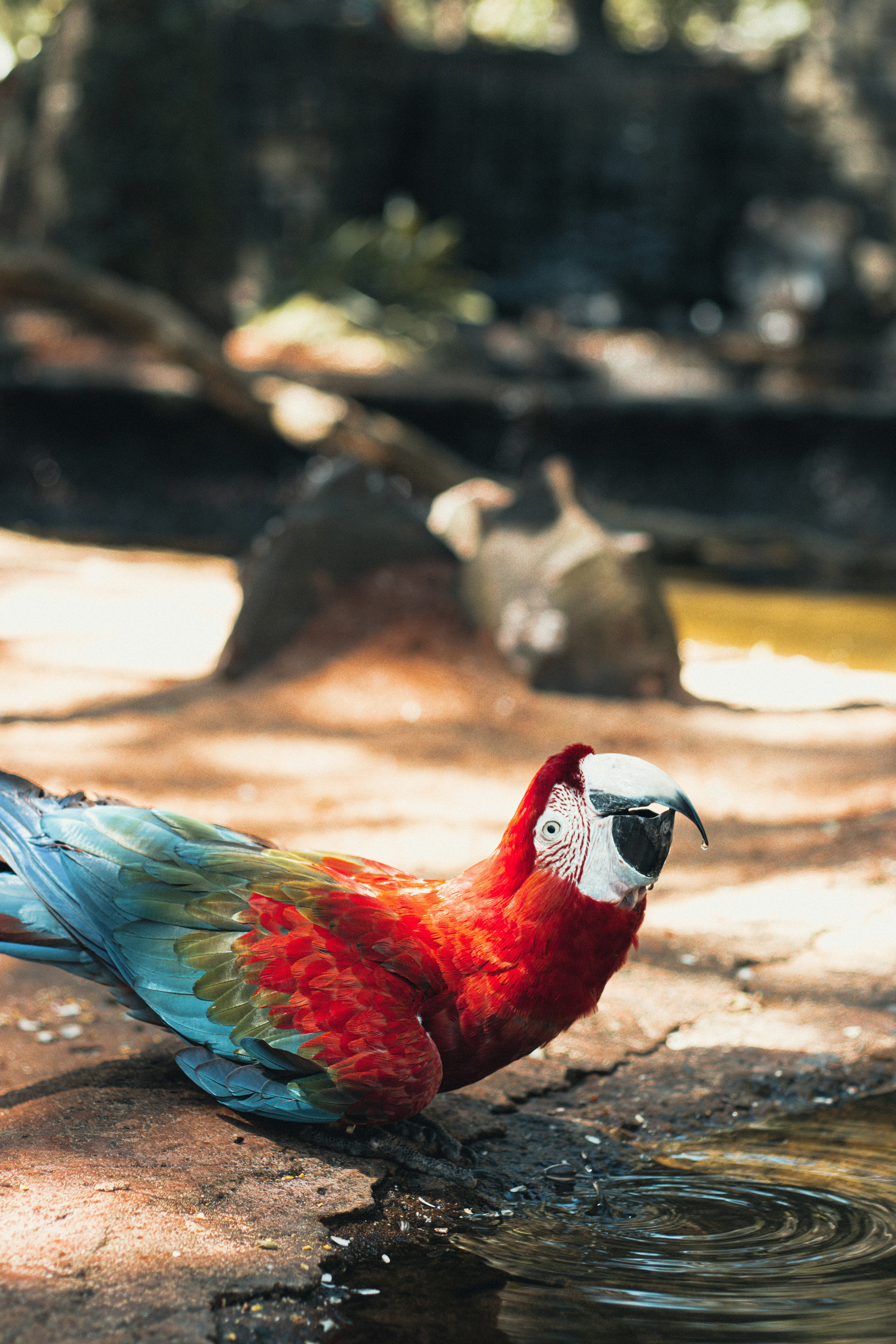 Scarlet Macaw at the Riverside: Sunlit Plumage and Quiet Ripples