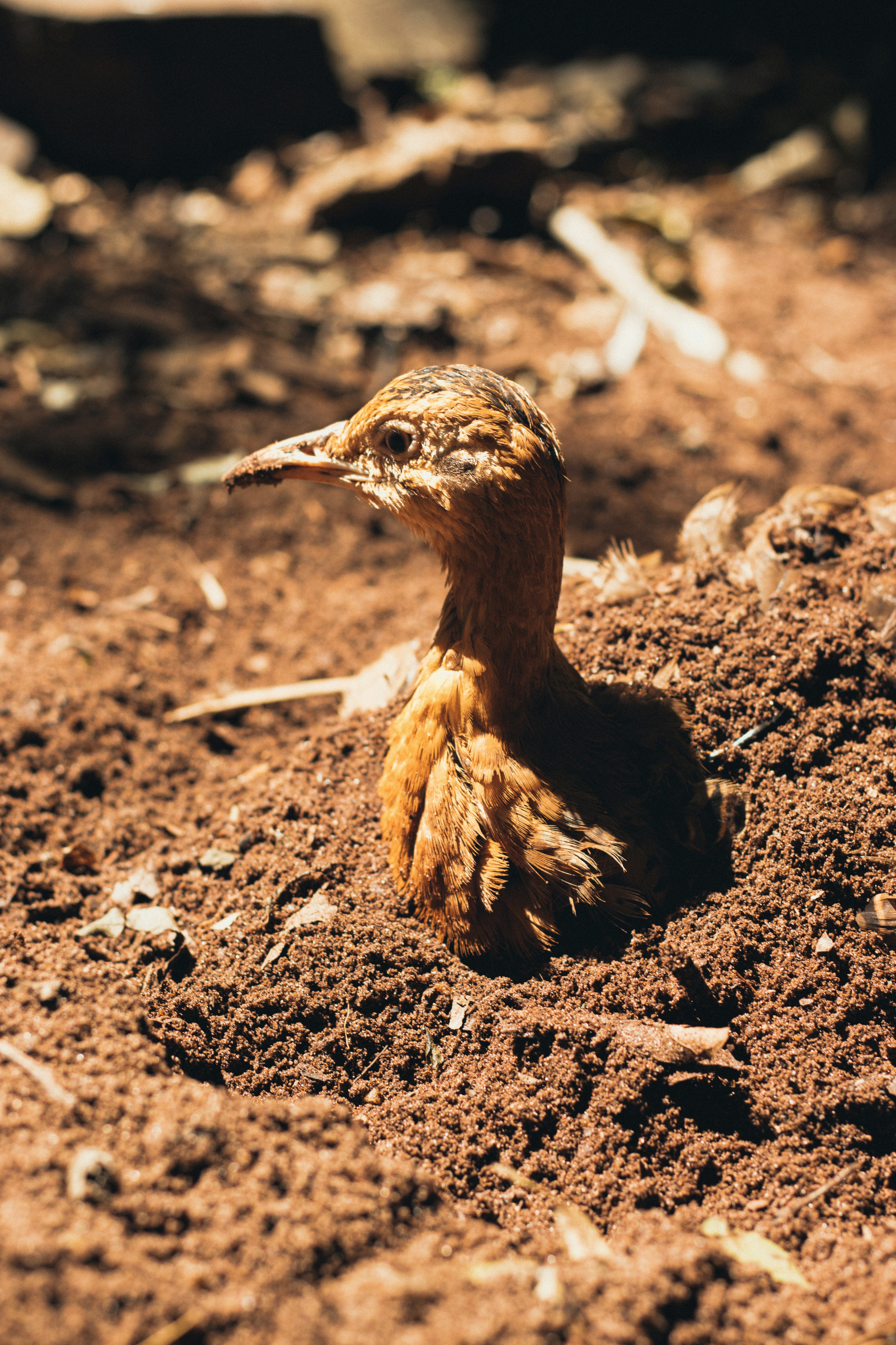 Earthbound Hatchling Emerges from a Sunlit Burrow