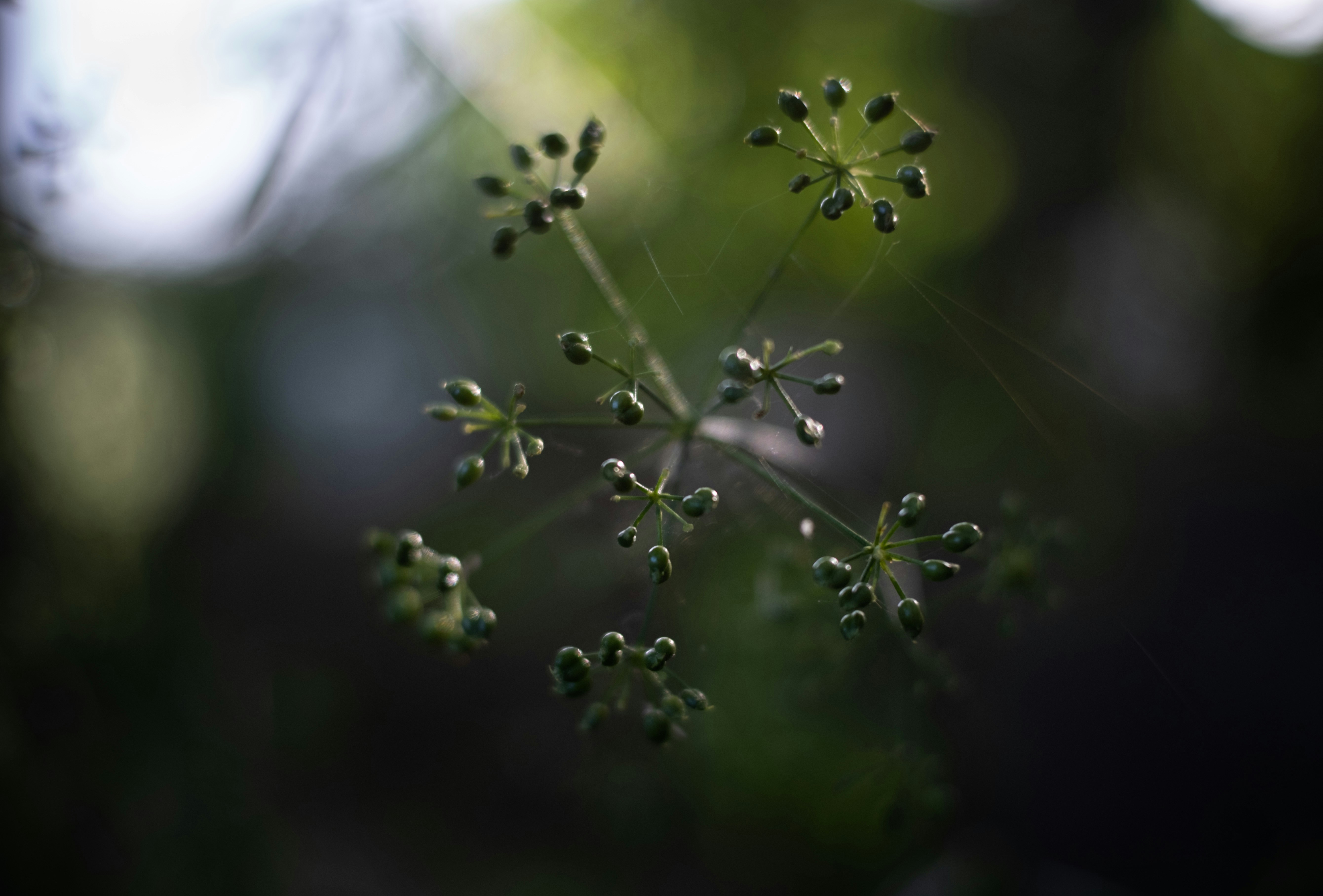 Seed Head Constellation in a Velvet Backdrop