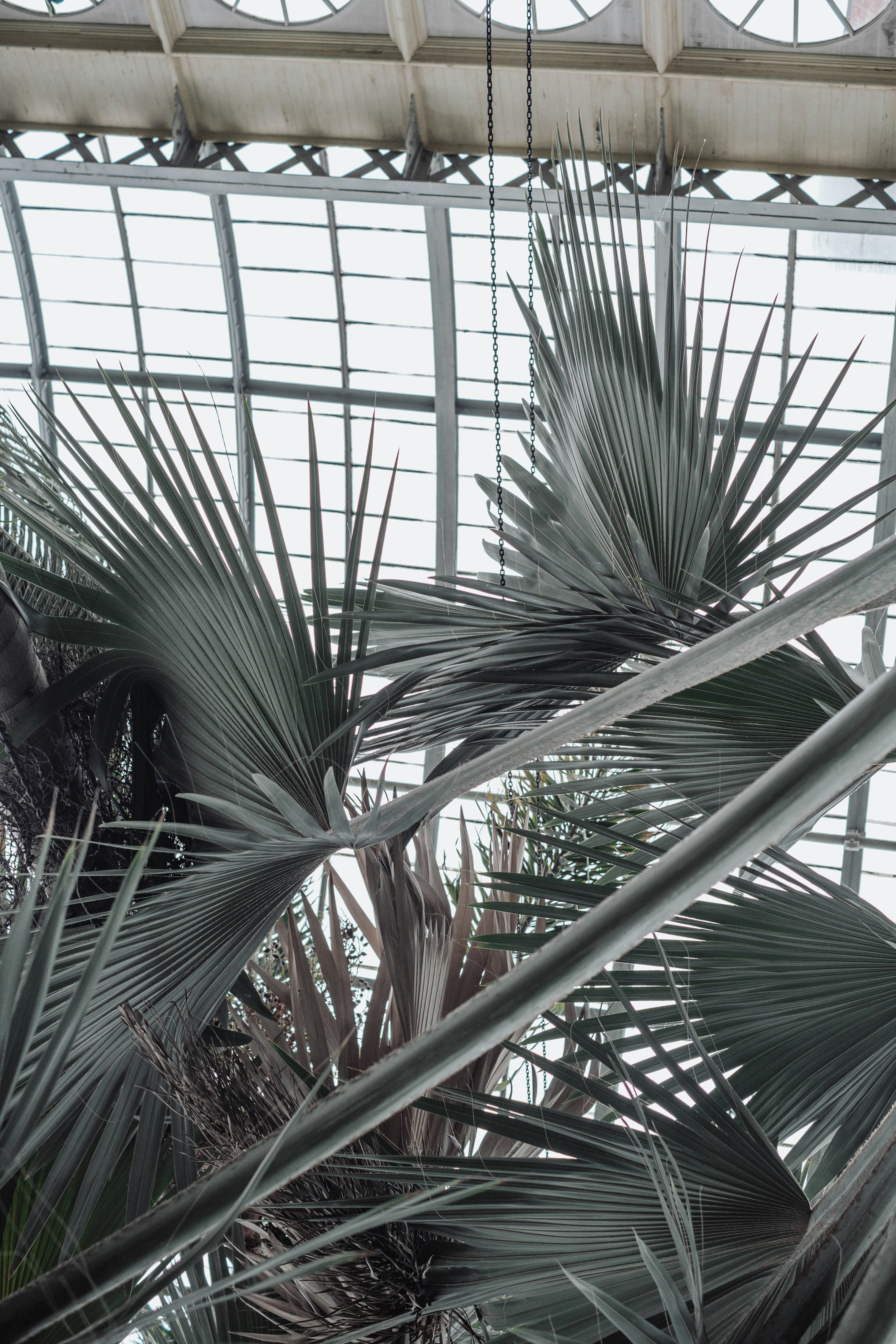 A palm tree inside of a building with lots of windows photo – Free ...