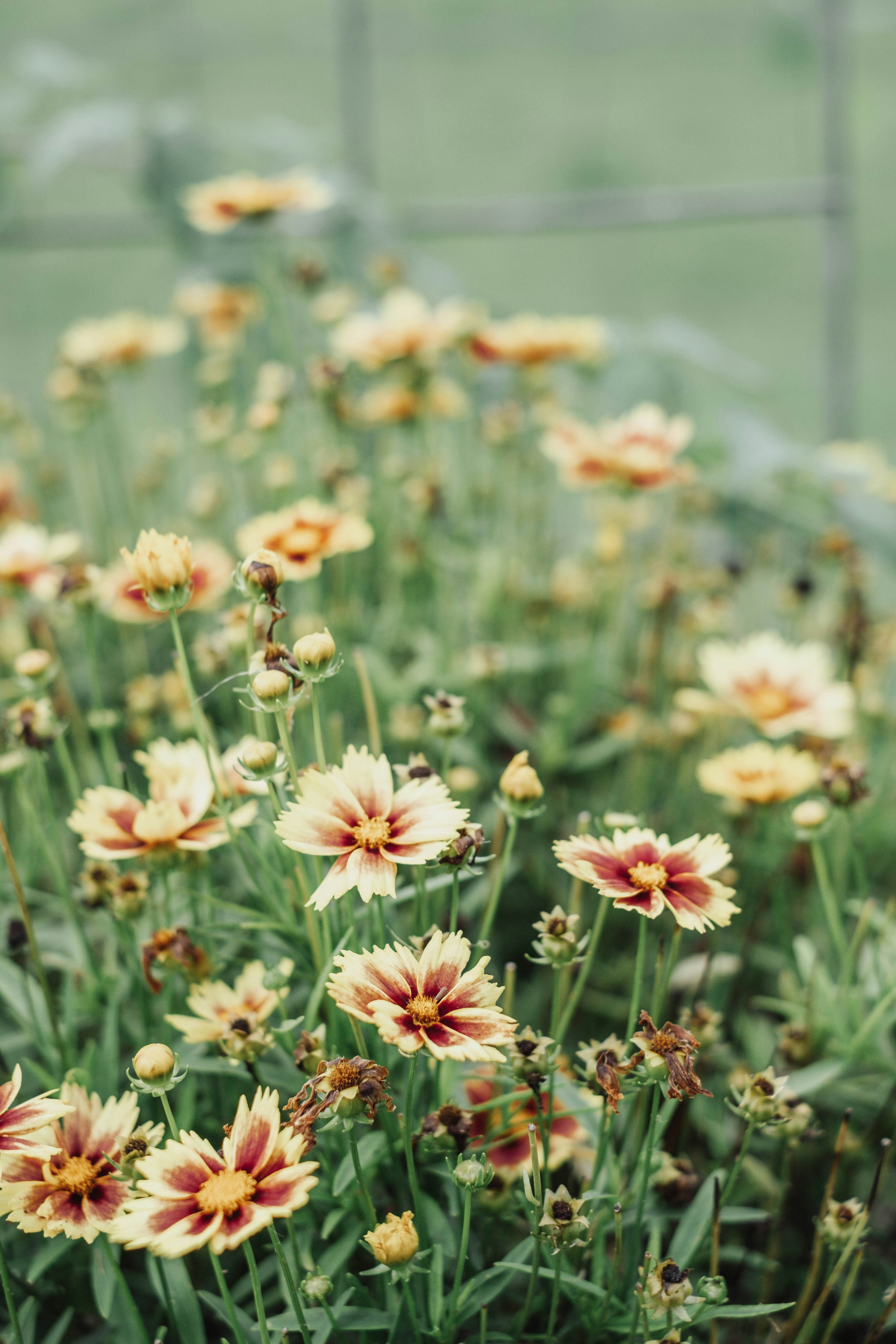 Un bouquet de fleurs jaunes et rouges dans un jardin photo – Photo ...