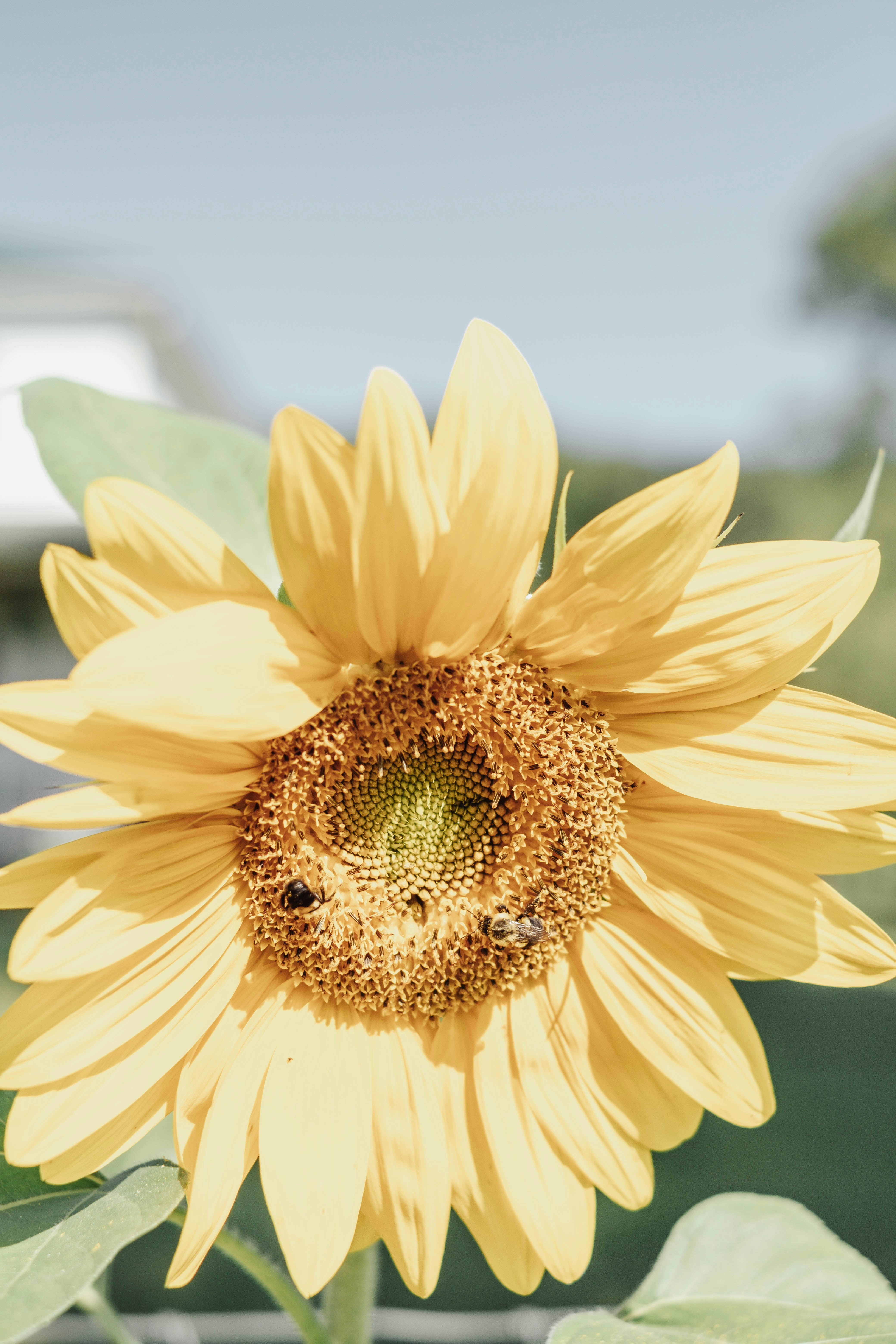 Sunflower Core at Dawn: Bees at Work on Golden Petals