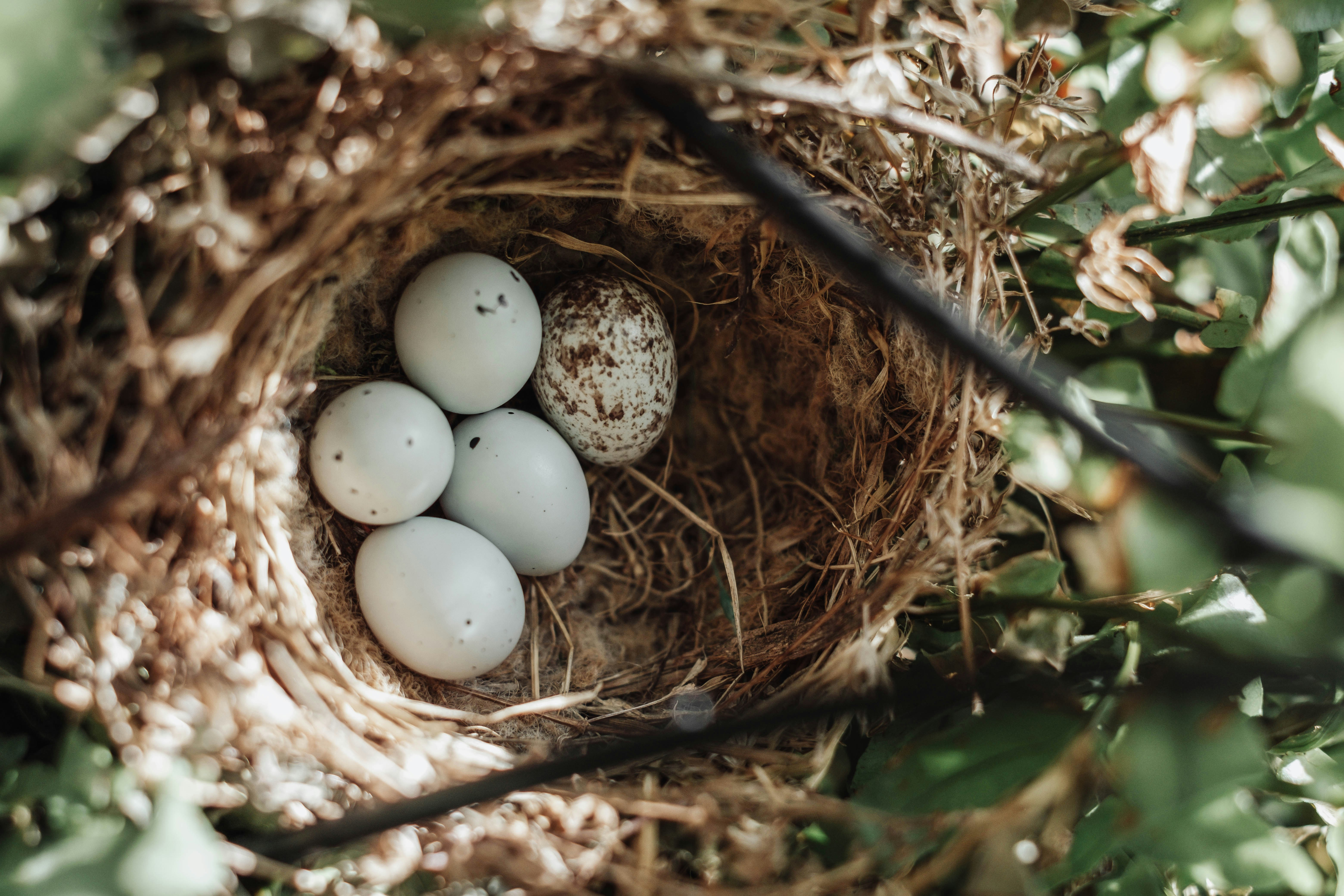 Purple Finch Eggs