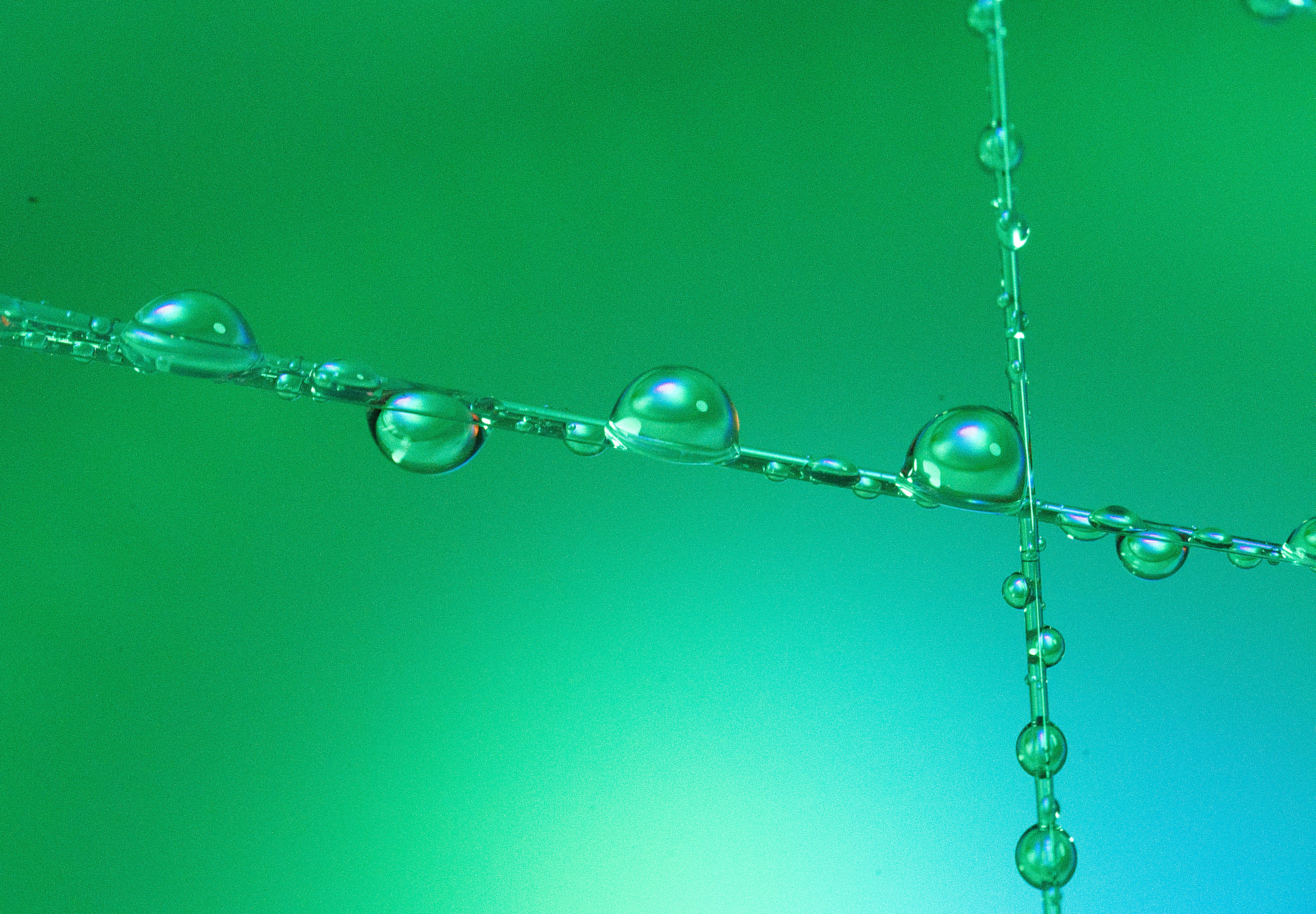 Cohesion-Tension Theory Explained