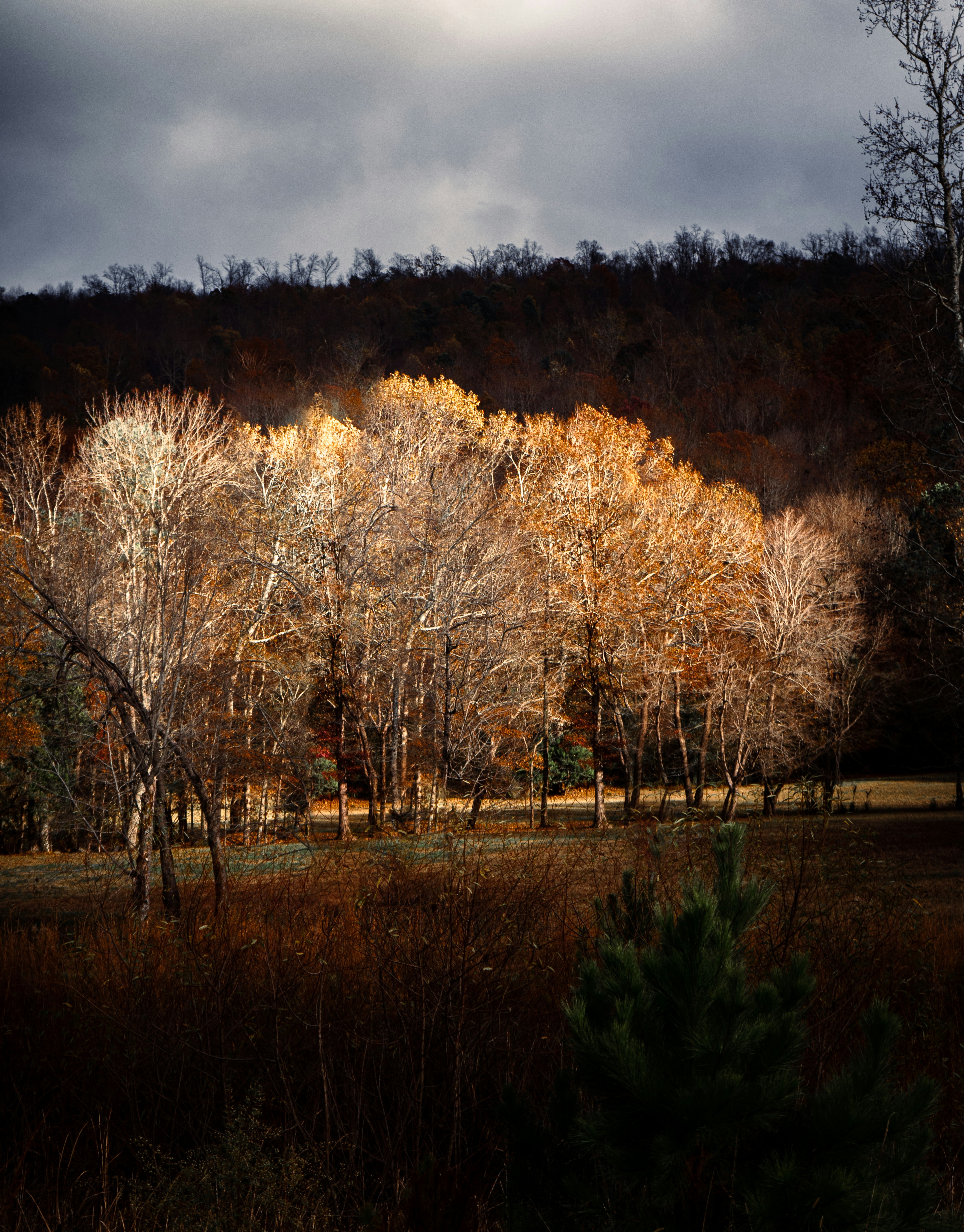 Foto zum Thema Ein Feld mit Bäumen darin – Kostenloses Bild zu Natur ...