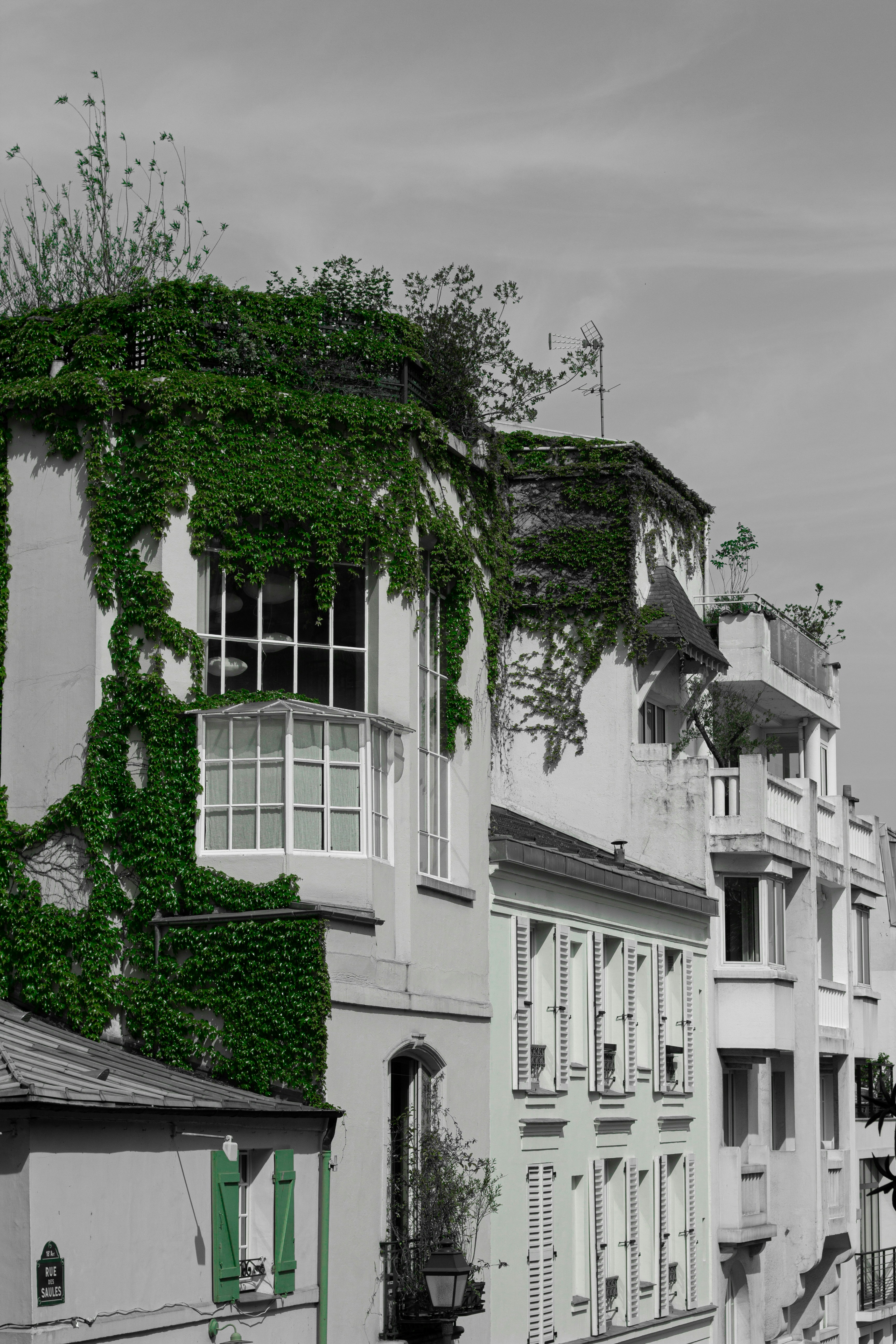 Ivy Veil on a Corner Bay Window: An Urban Monochrome Facade