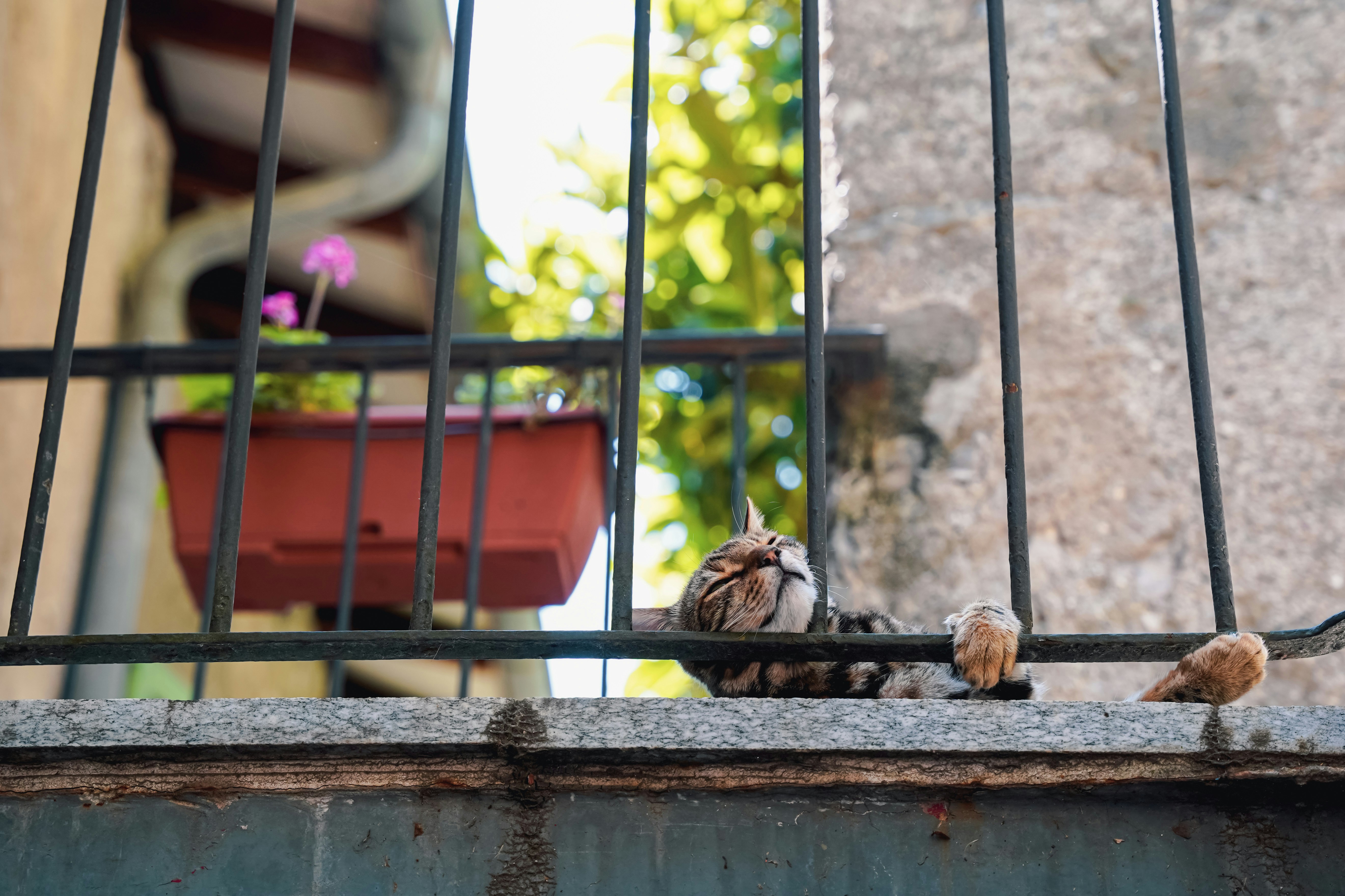 A relaxed cat lounges on a stone ledge, peering through iron bars, with vibrant green foliage and a flower pot in the background.