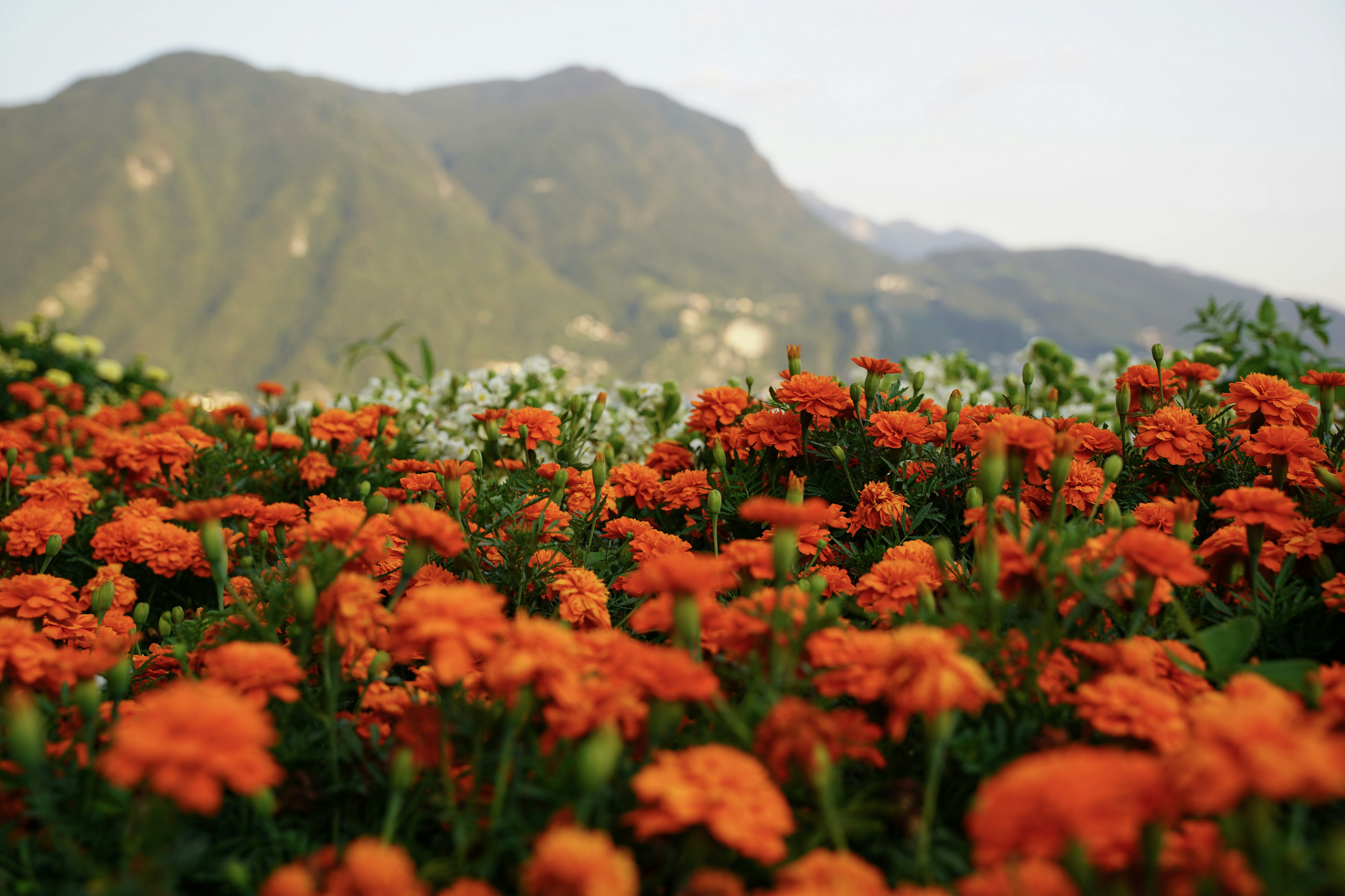 Crimson Carpet at the Foothills: Flowers Framing Alpine Peaks