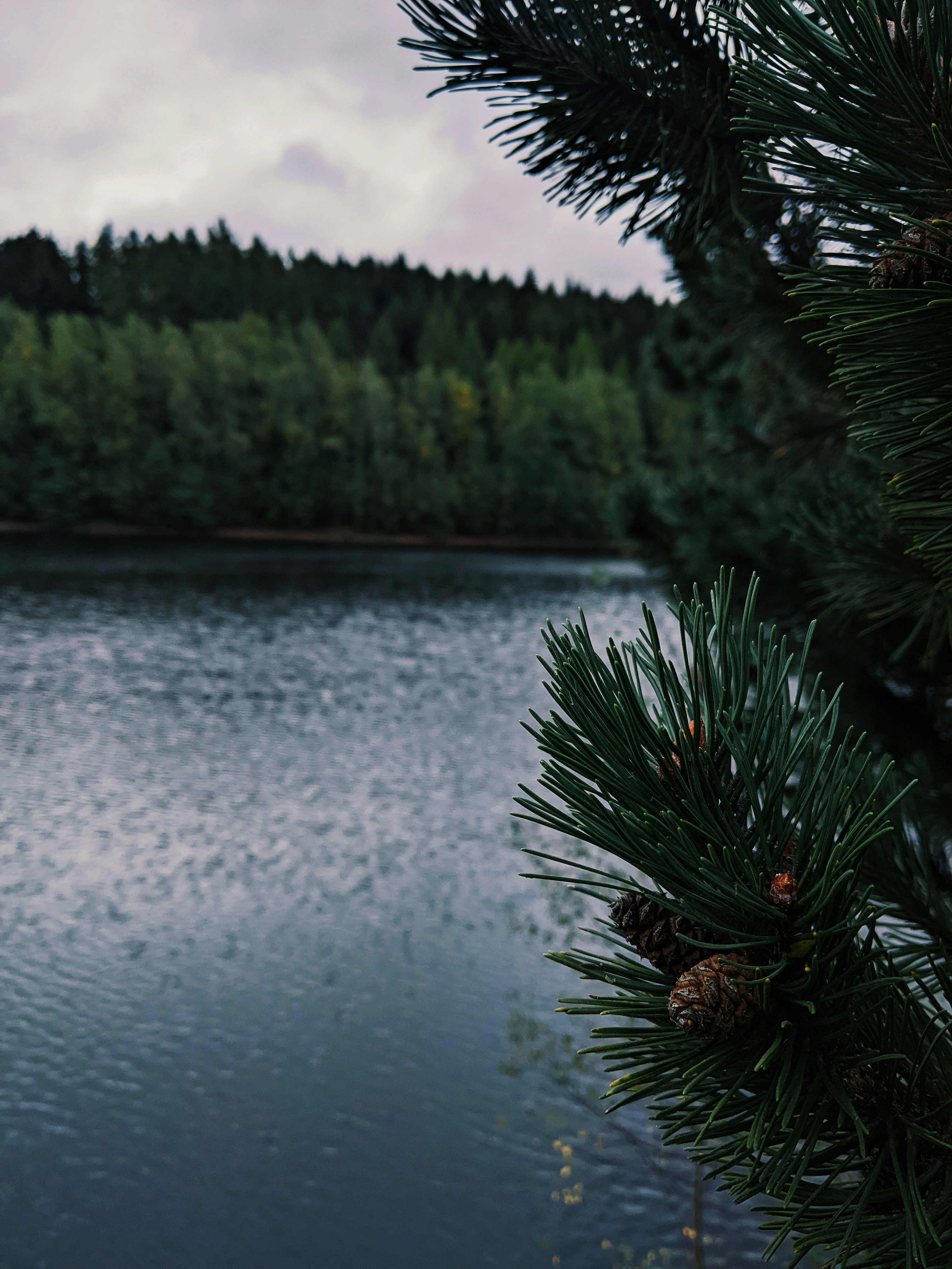 A body of water with trees around it photo – Free Pine tree Image on ...