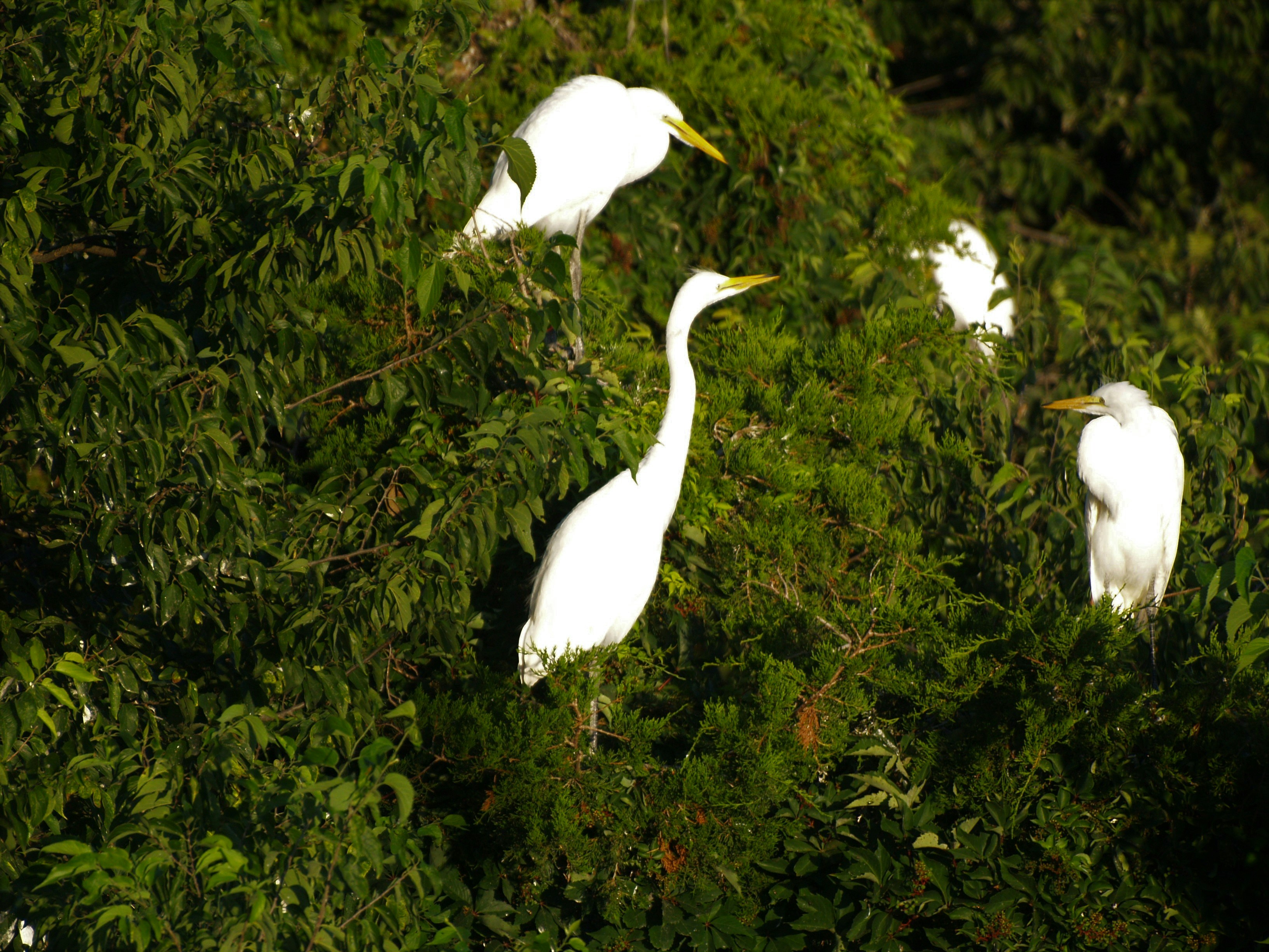 Photo by Marie Scotch with Olympus E-500