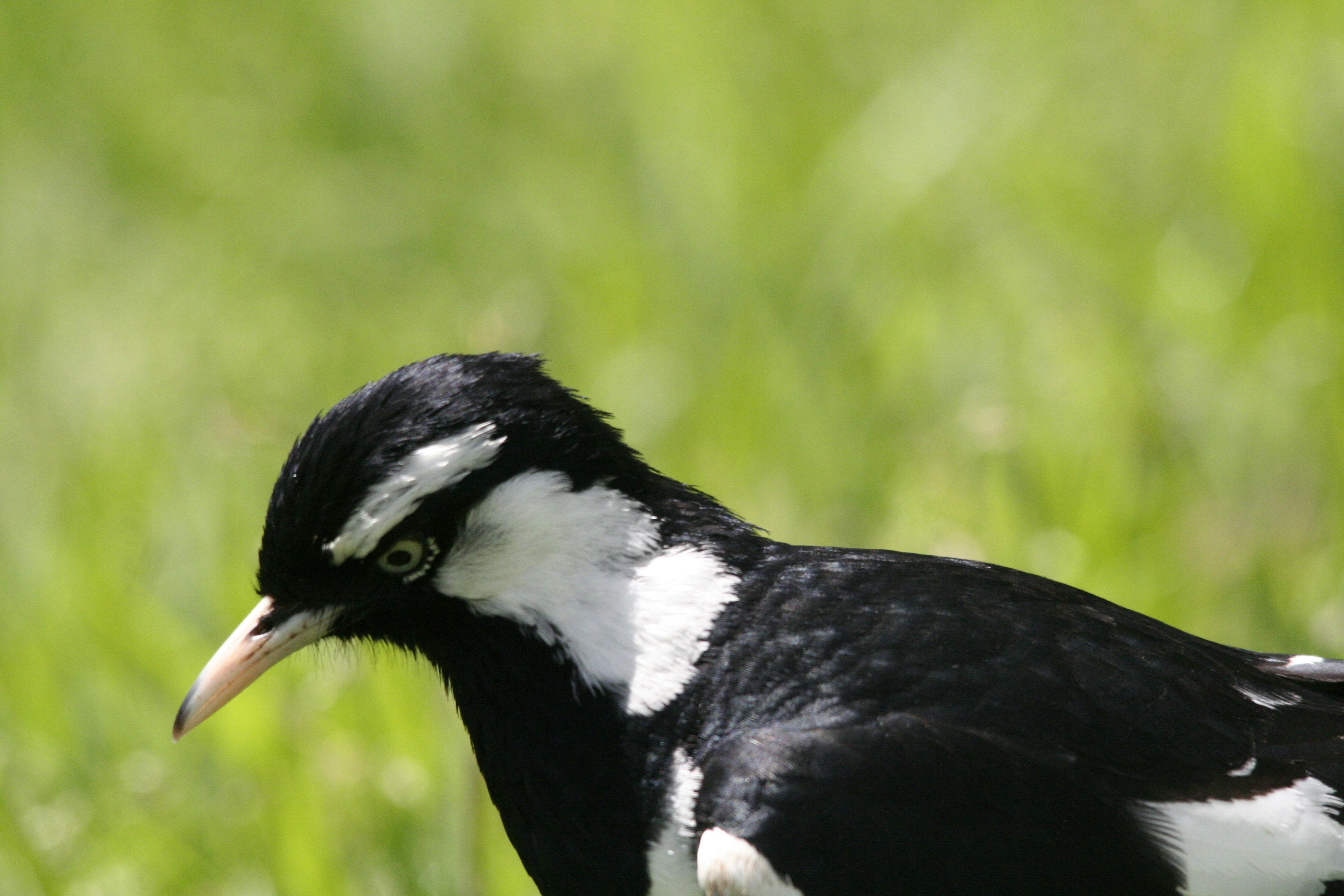 a black and white bird
