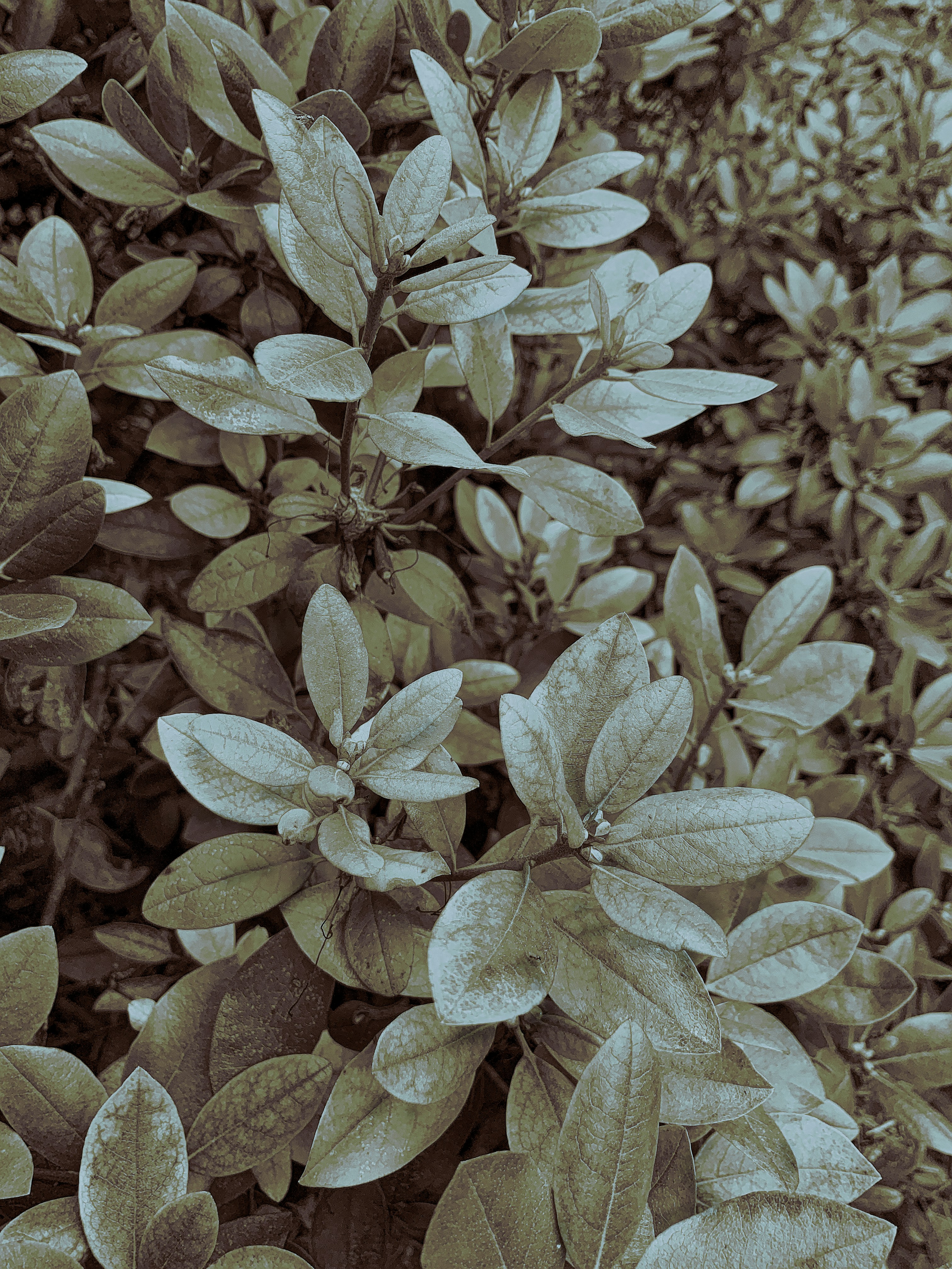 A group of leaves photo – Free Wooster Image on Unsplash