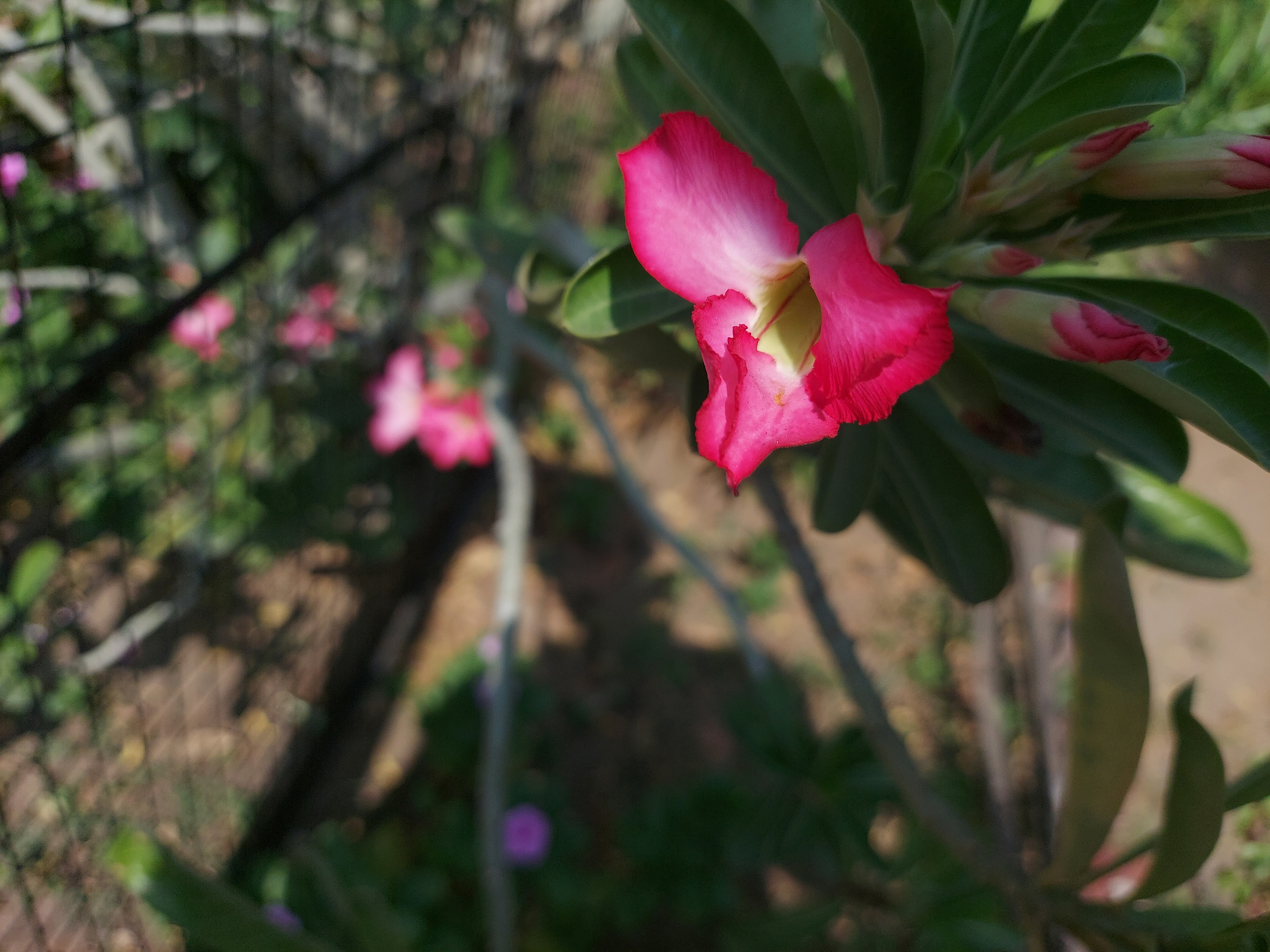 Sunlit Pink Desert Rose: Close-Up Bloom With Soft Garden Blur