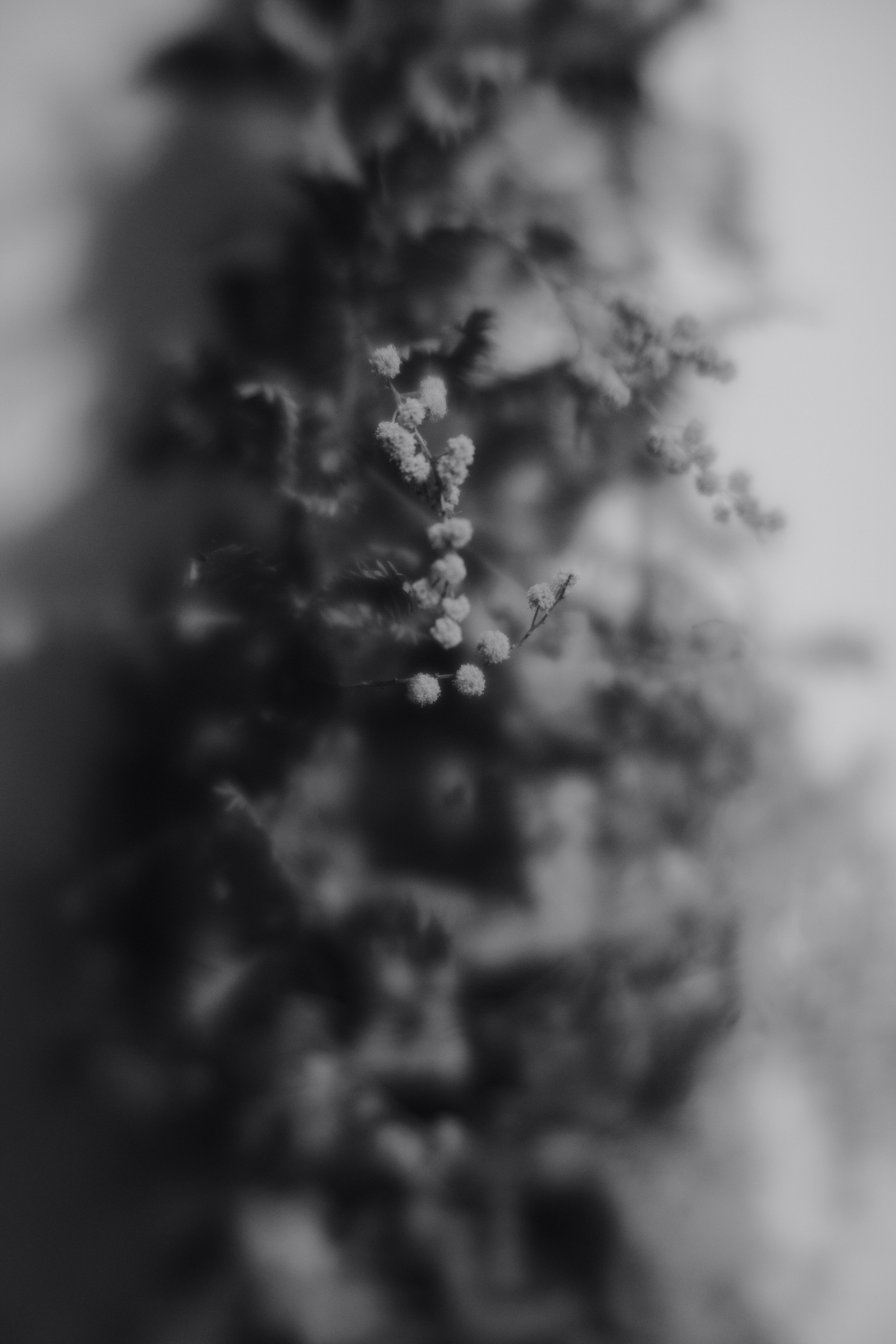 Whispers of Winter: Frosted Berries on a Misty Stem