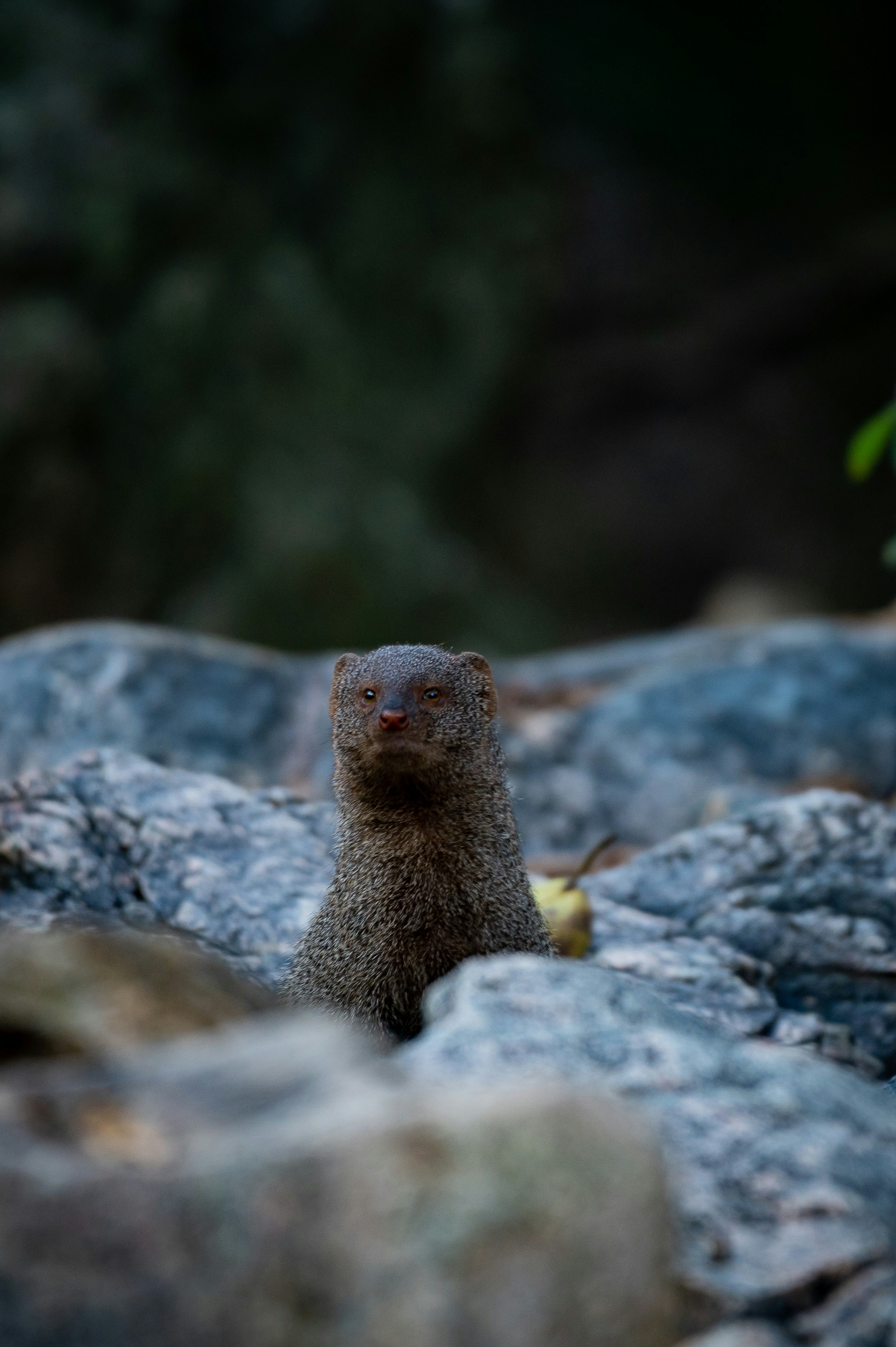 Curious Ground Dweller Peering Over Weathered Rocks
