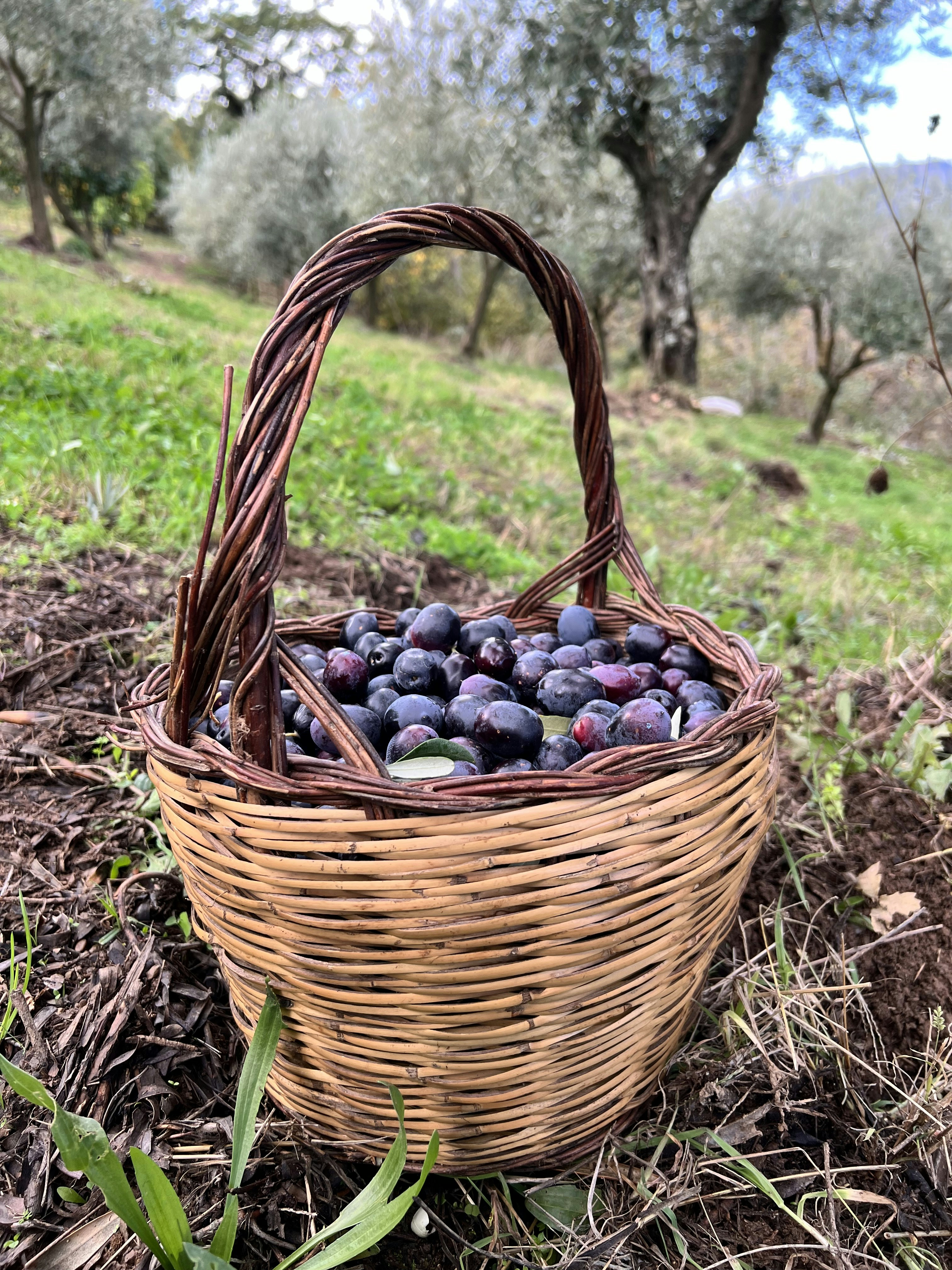 Un panier de bleuets photo – Photo Amusement Gratuite sur Unsplash