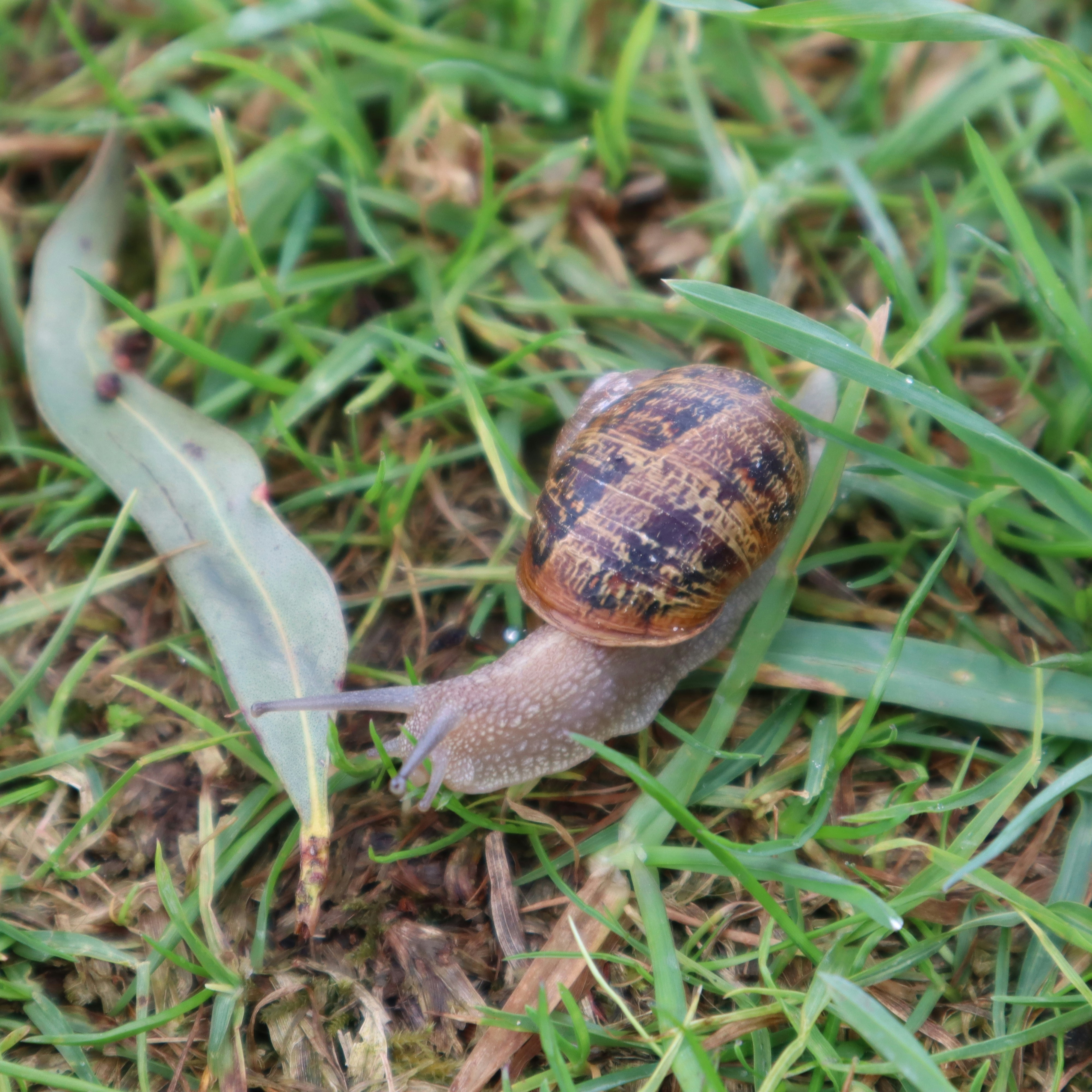 Caracol En La Hierba