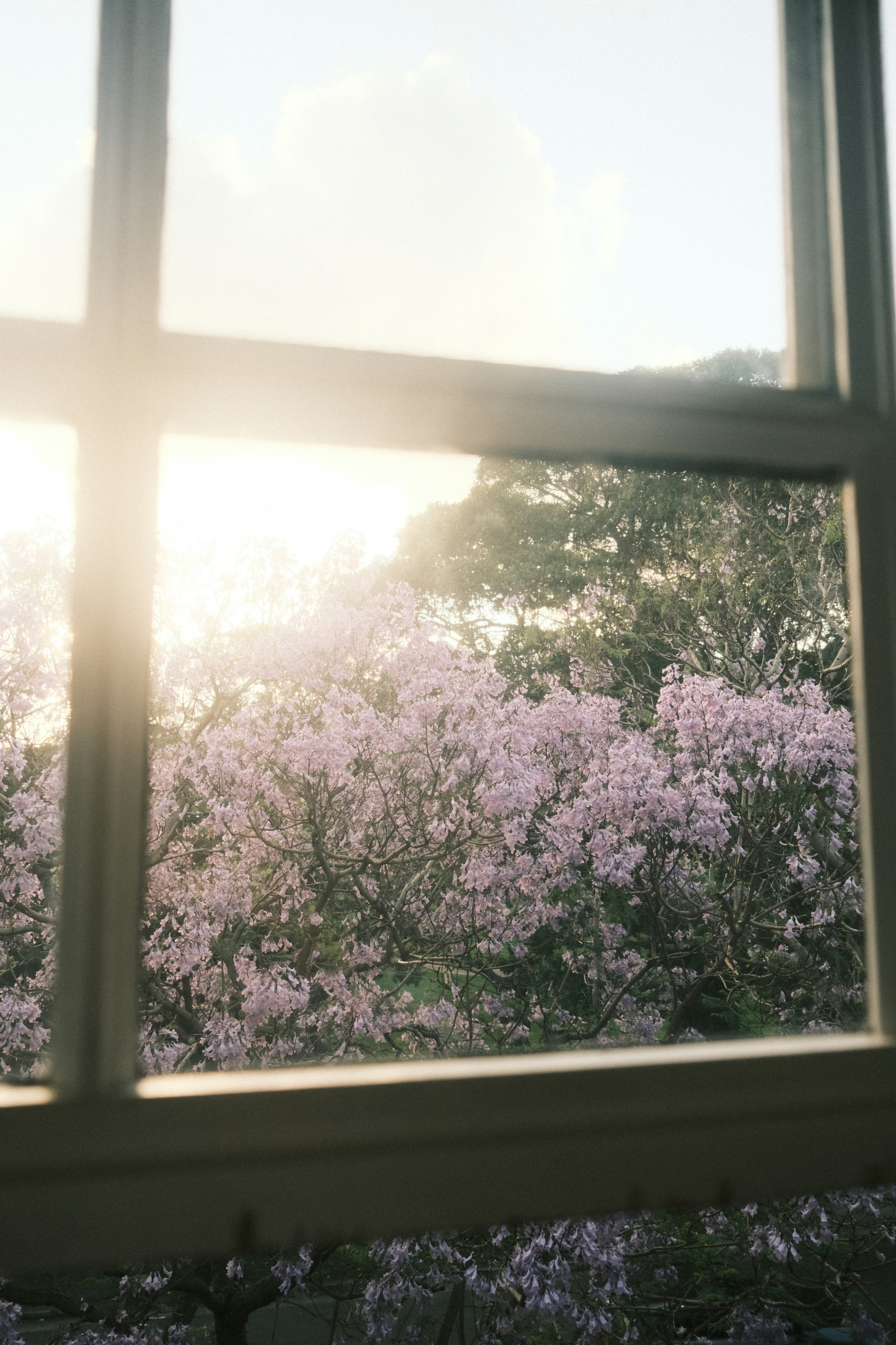 Morning Light Over Sakura: A Window Frame Embraces Gentle Pink Blossoms