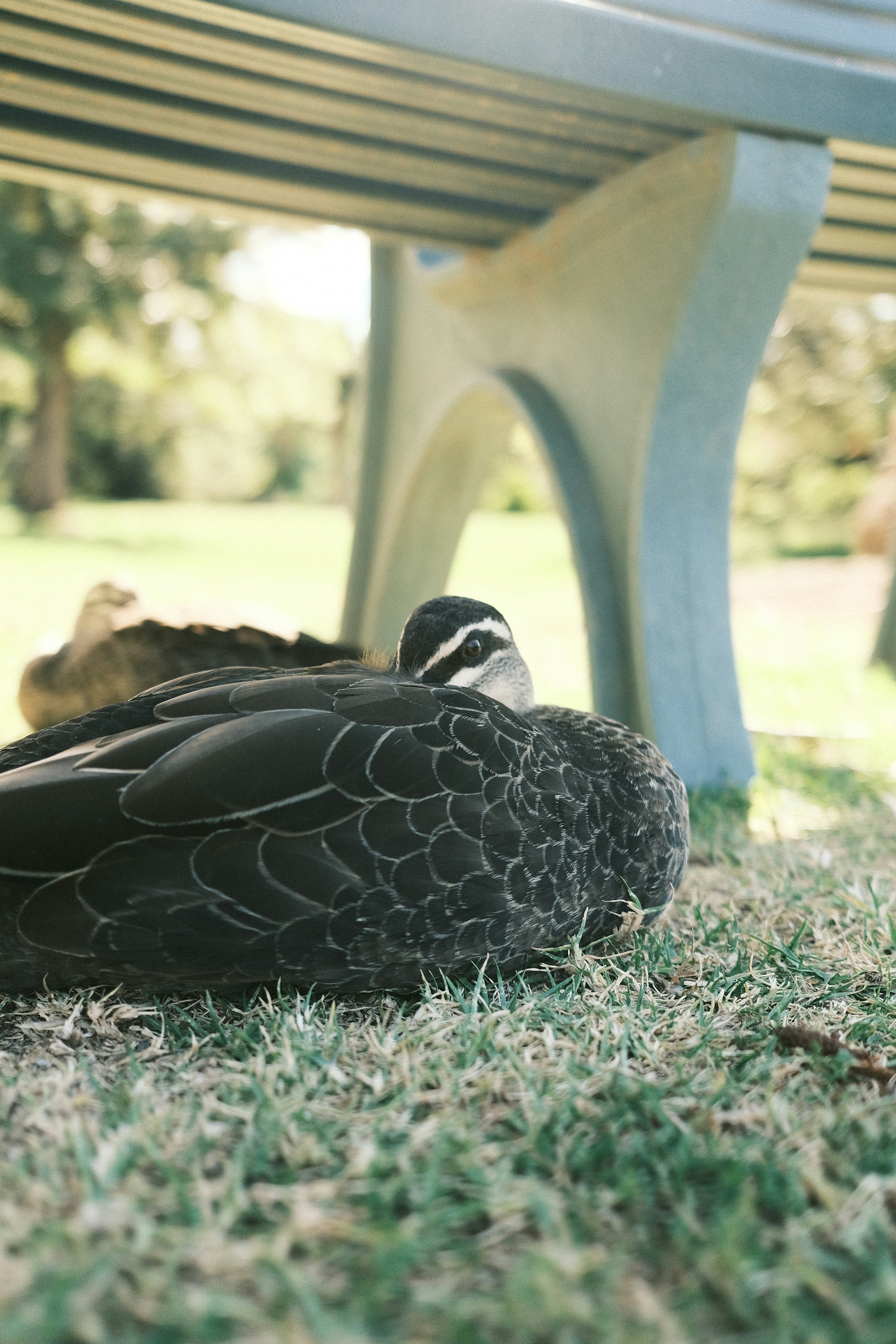 Sunlit Stillness: A Duck Nestles Under a Park Bench
